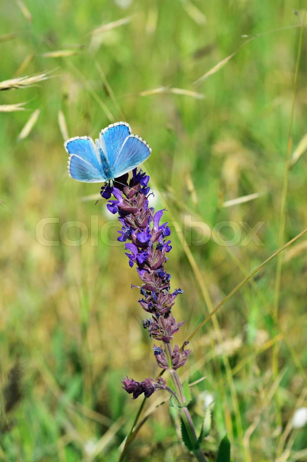 Blue butterfly on flower | Stock image | Colourbox