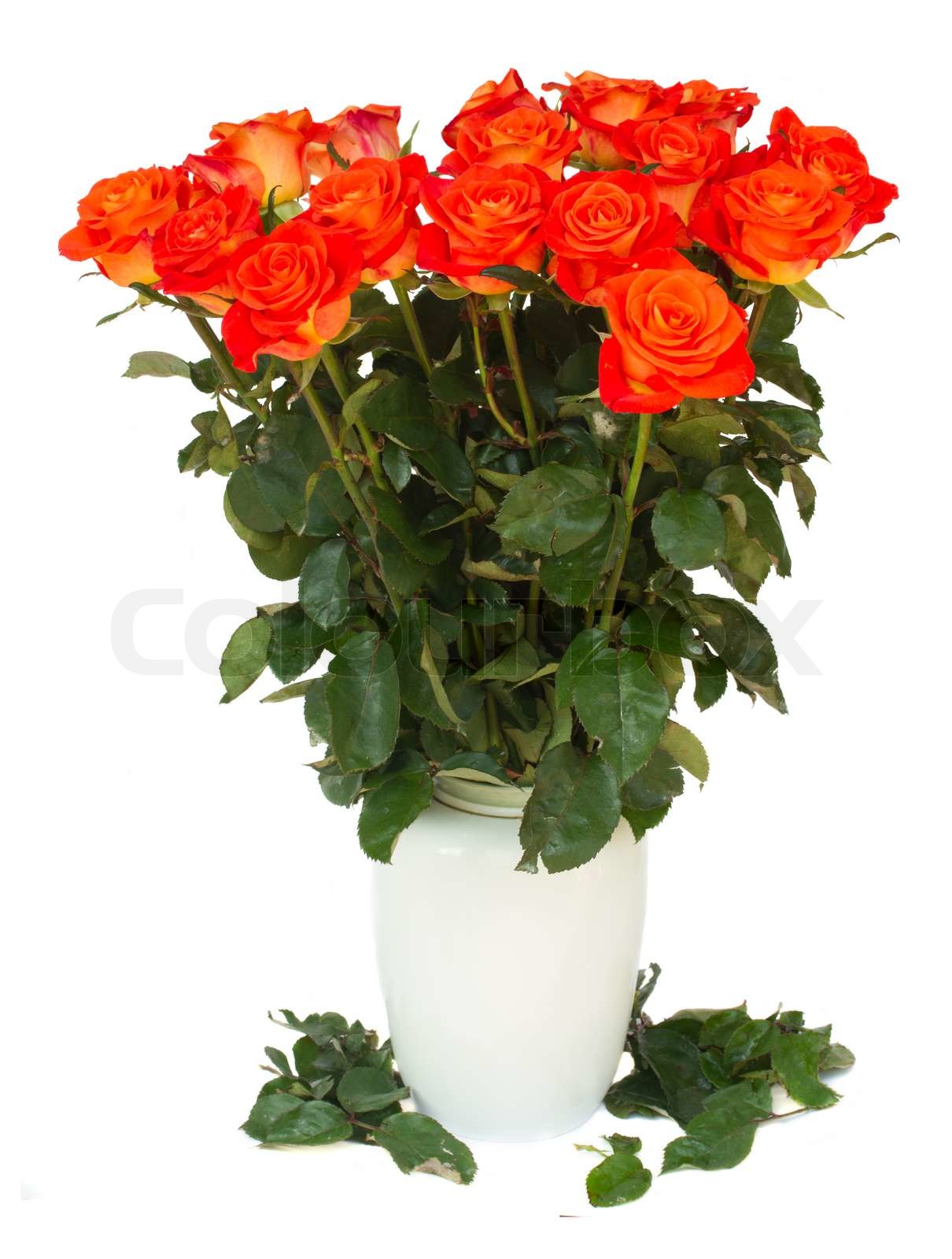 hell orange Rosen in vase | Stock Bild | Colourbox