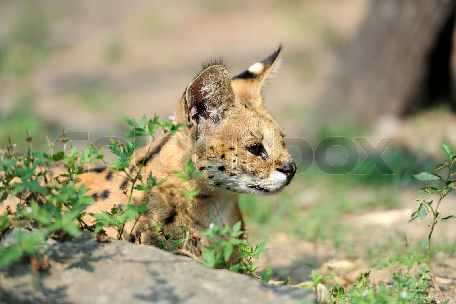 Sevral | Stock image | Colourbox