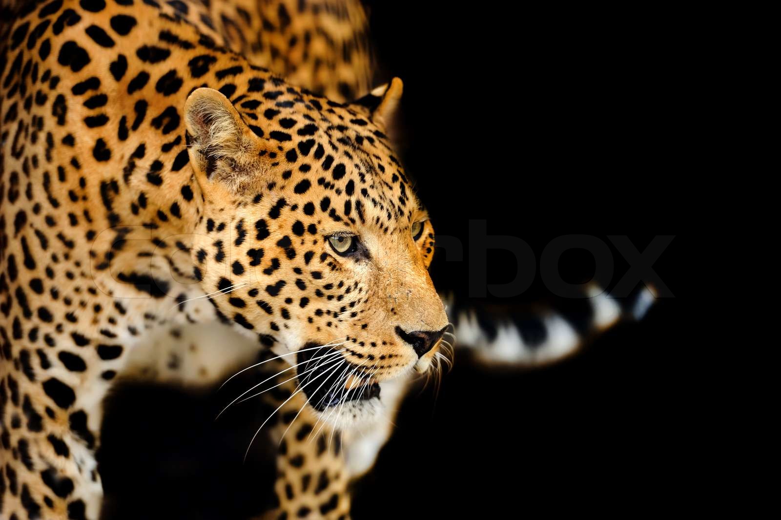 Leopard | Stock image | Colourbox