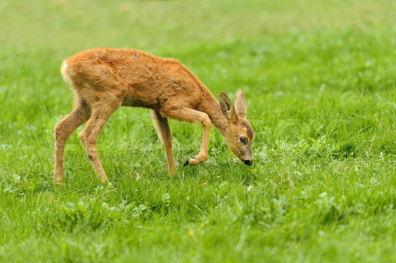 Baby-Hirsch | Stock Bild | Colourbox