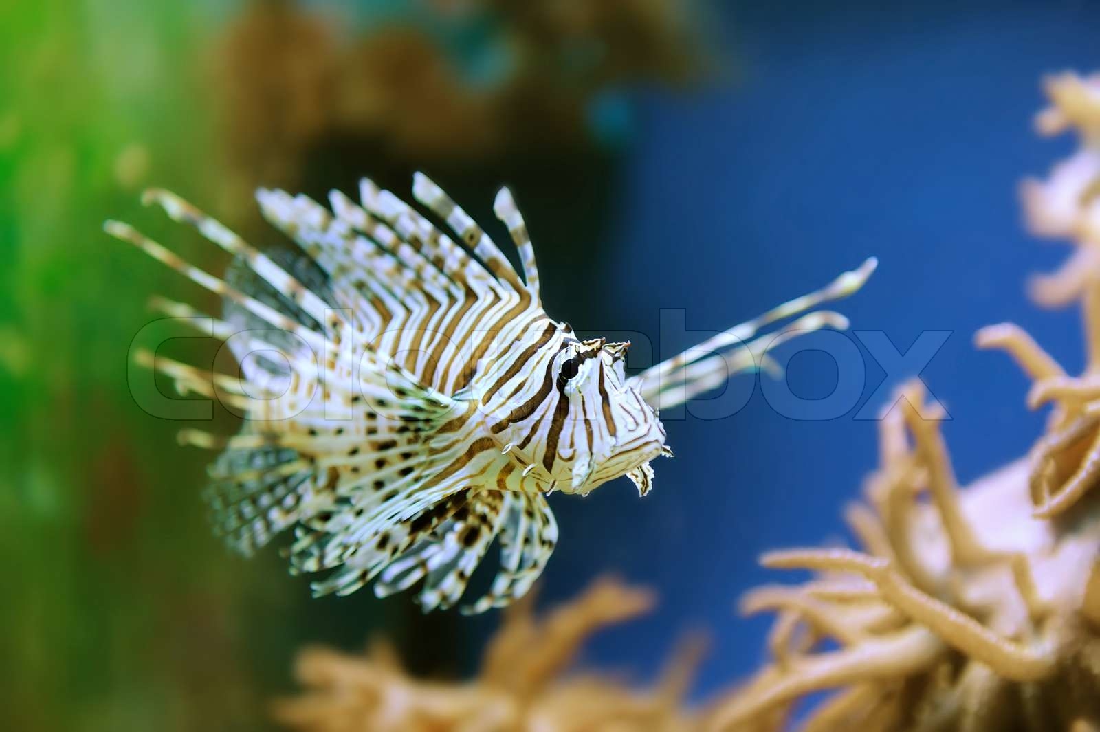 Feuerfische | Stock Bild | Colourbox