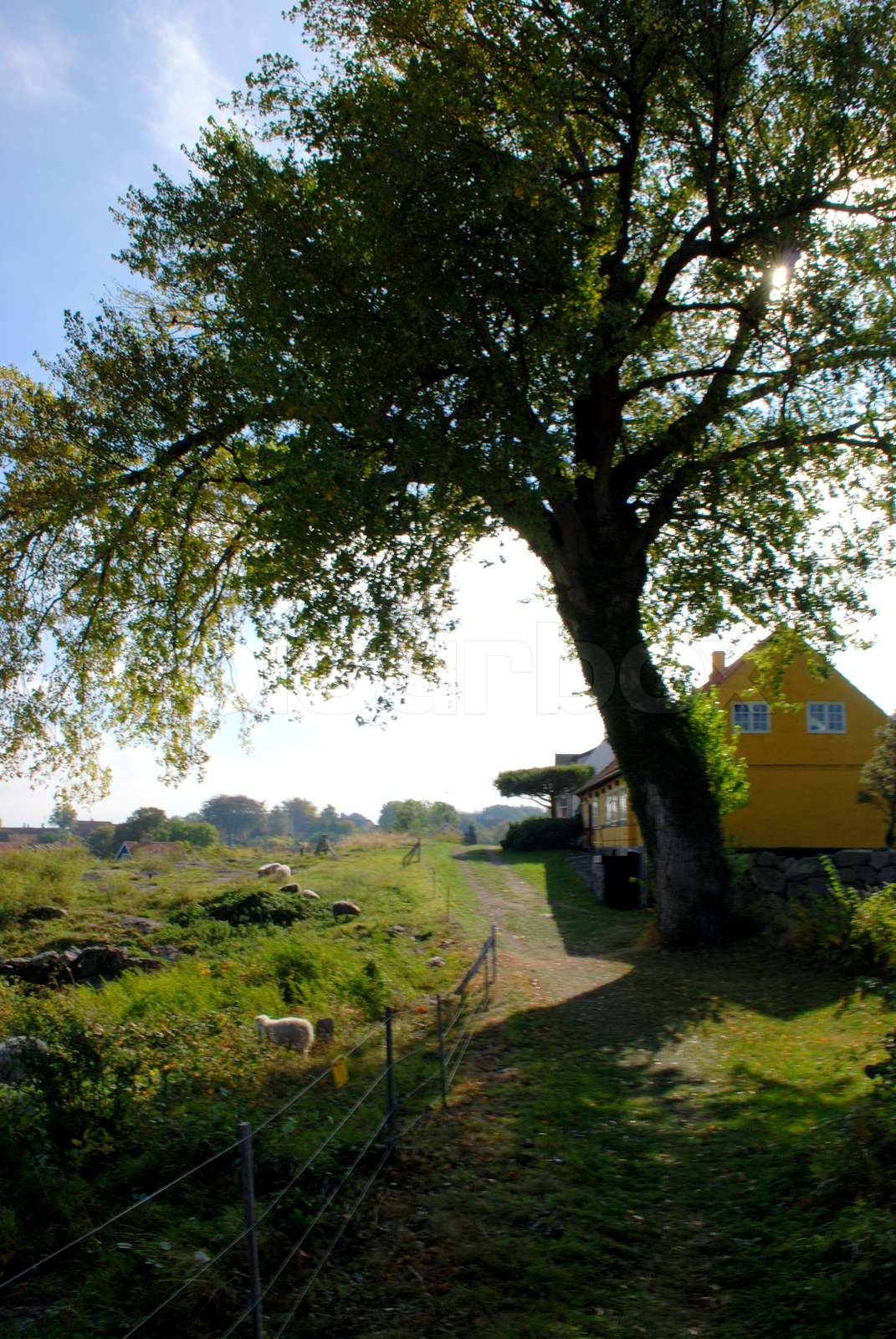 A Massive Poplar Tree by a Yellow house | Stock image | Colourbox
