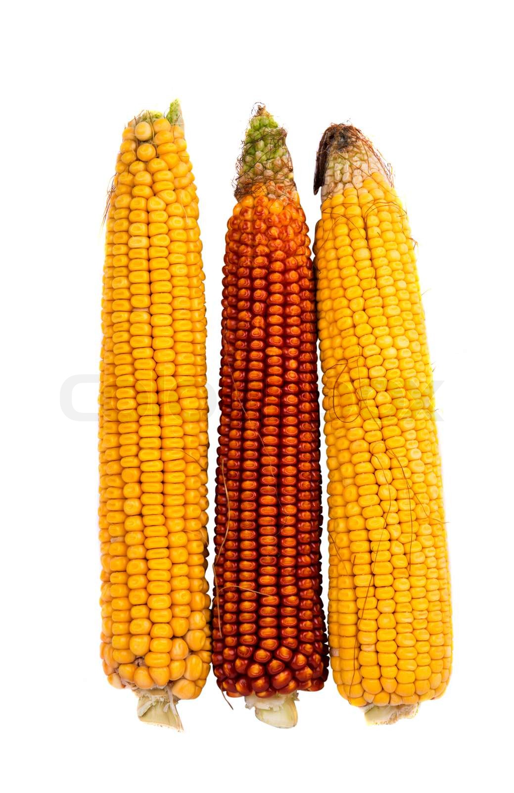 maize cobs isolated | Stock image | Colourbox