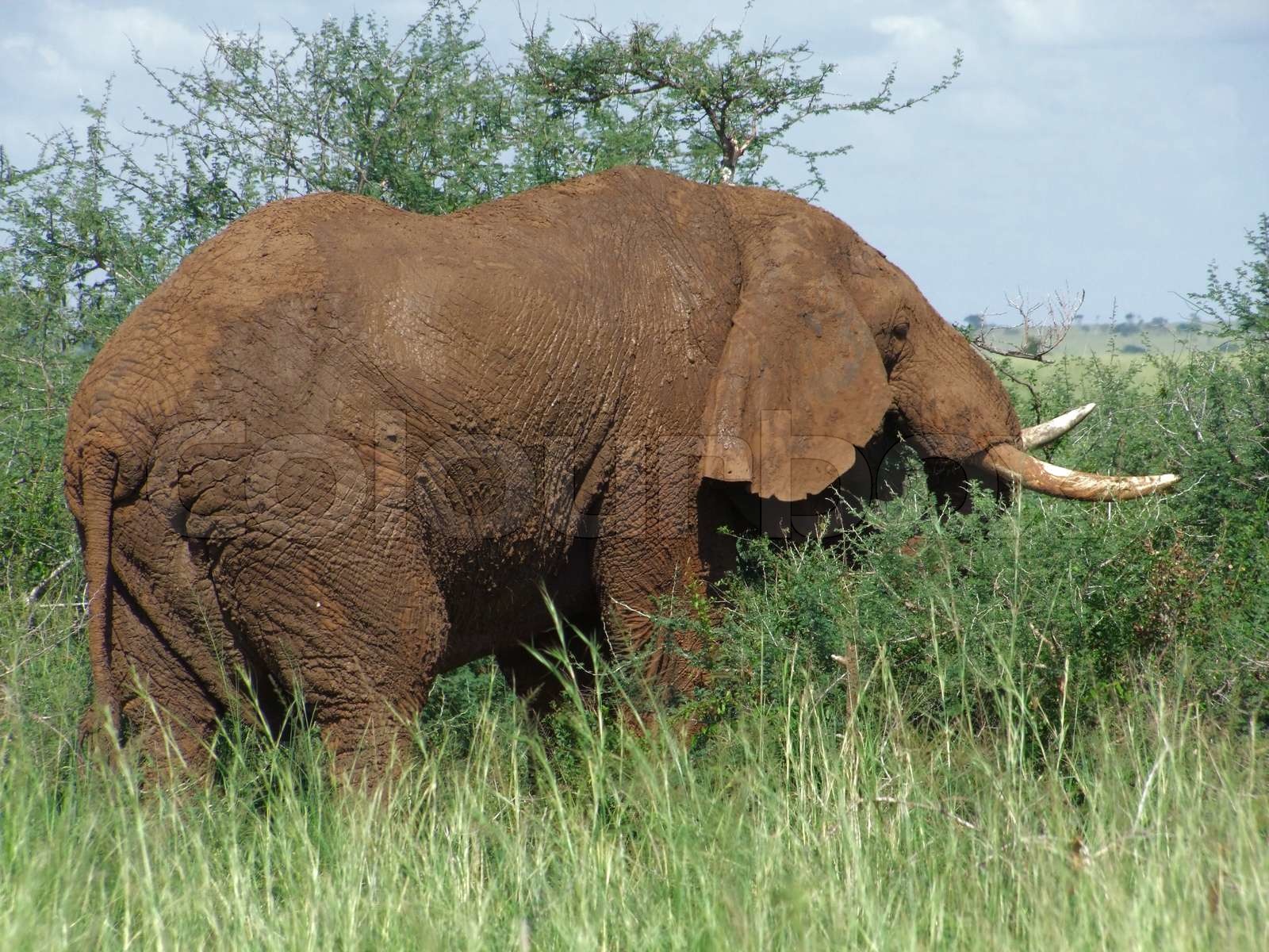 brown Elephant in Africa | Stock image | Colourbox
