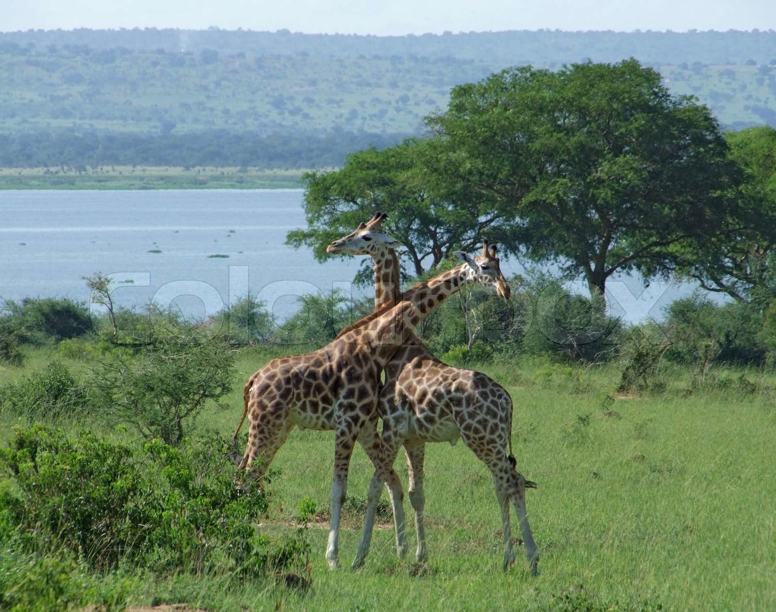 male Giraffes at fight in Africa | Stock image | Colourbox