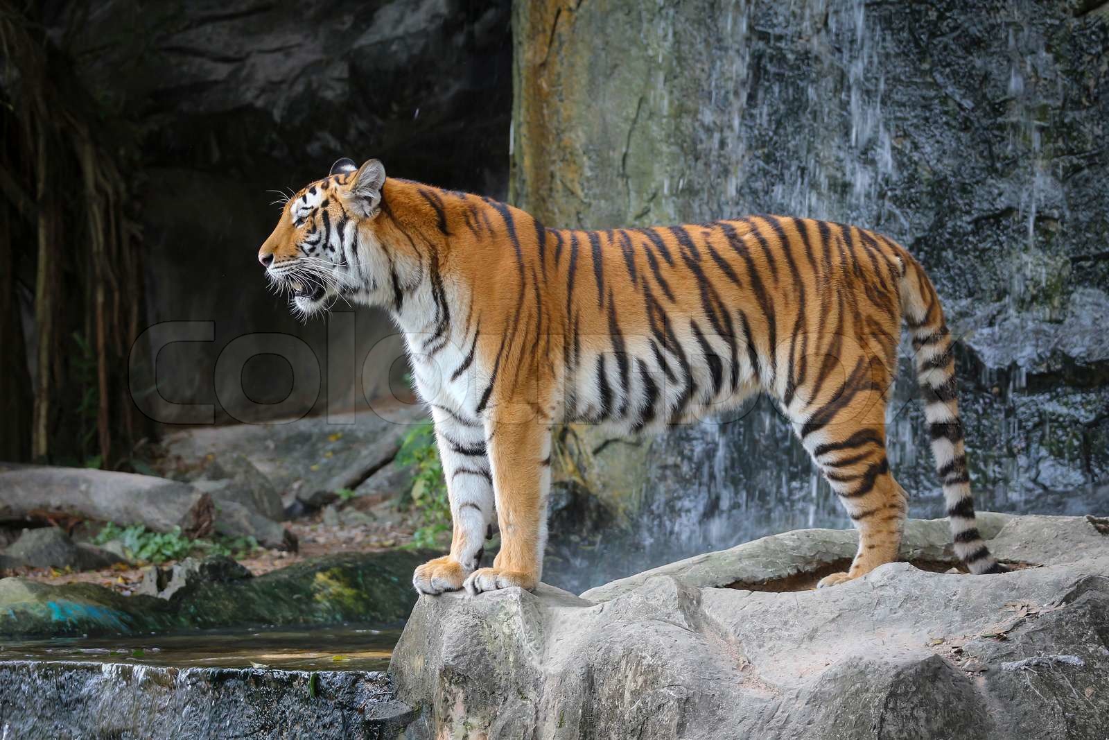Stand alone of sumatran tiger | Stock image | Colourbox