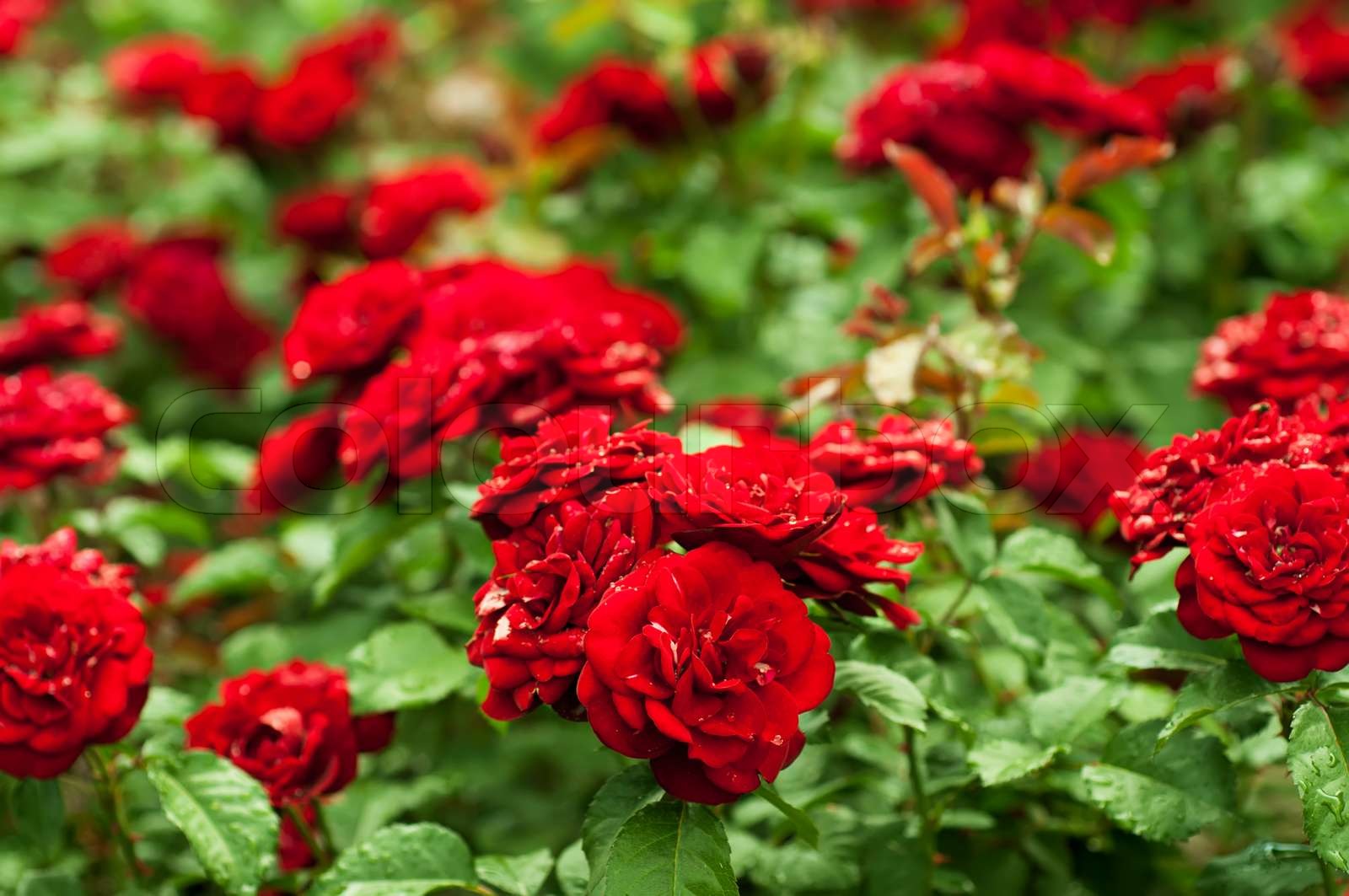 Red roses garden | Stock image | Colourbox