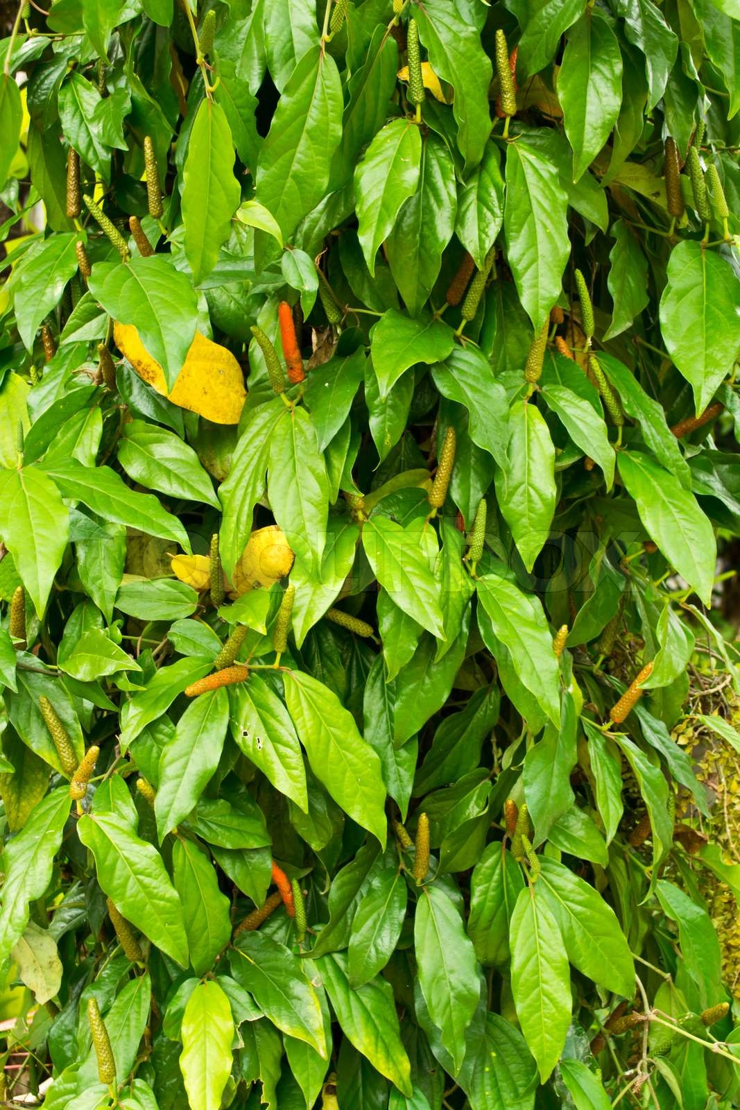 Long pepper | Stock image | Colourbox