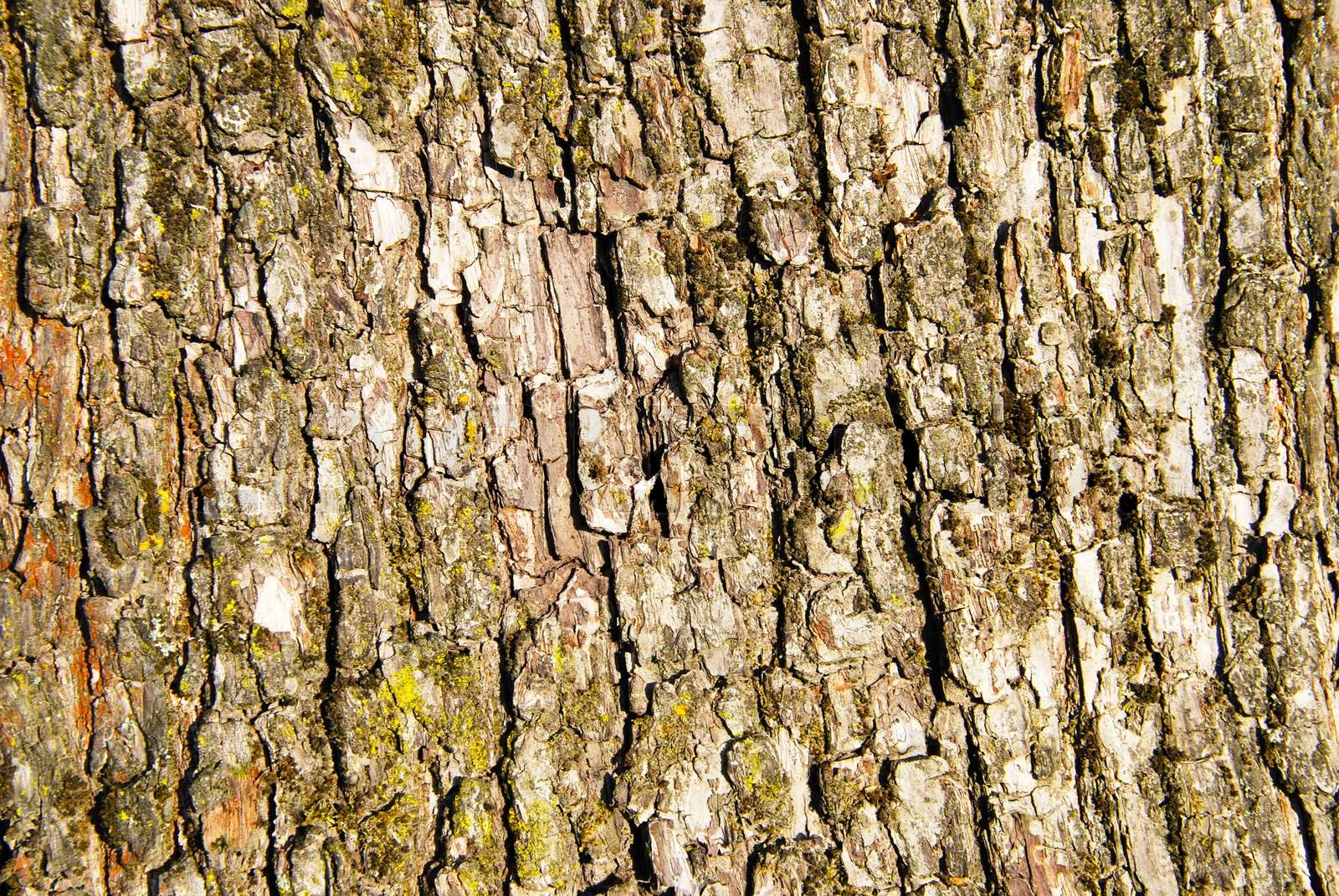 Baumrinde | Stock Bild | Colourbox