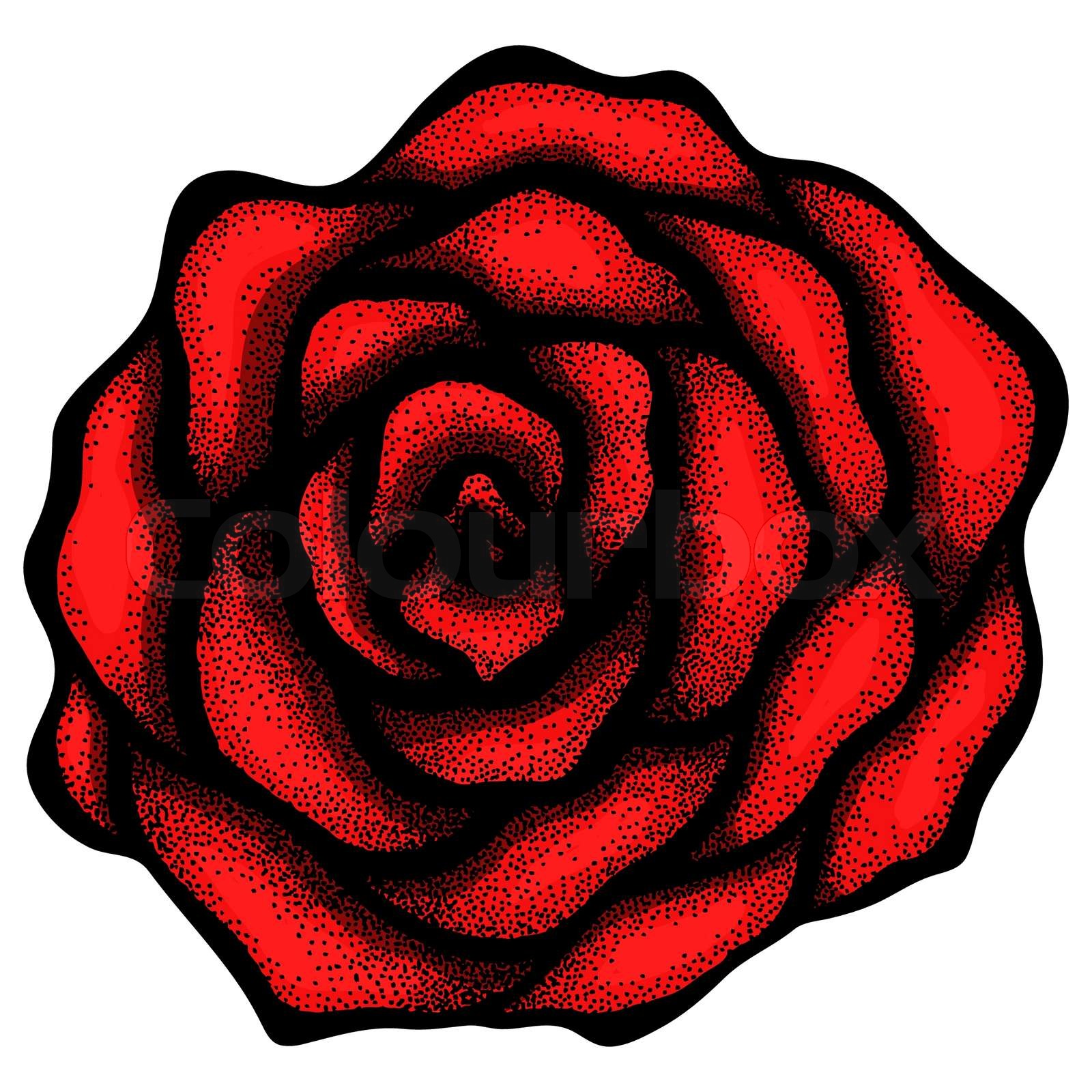 abstract rose free-hand drawing in a graphic style points and lines ...