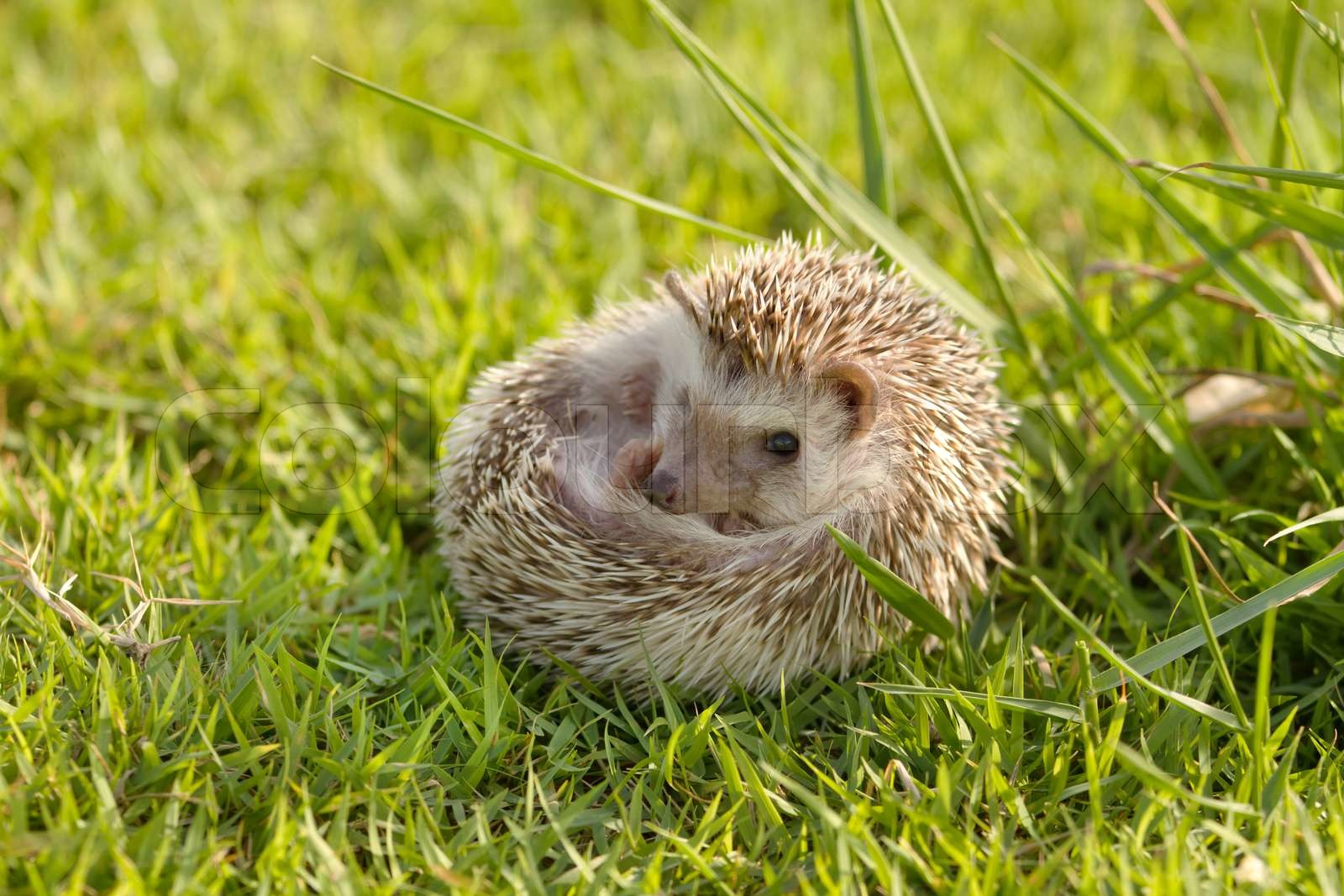 igel, niedlich, einheimisch | Stock Bild | Colourbox