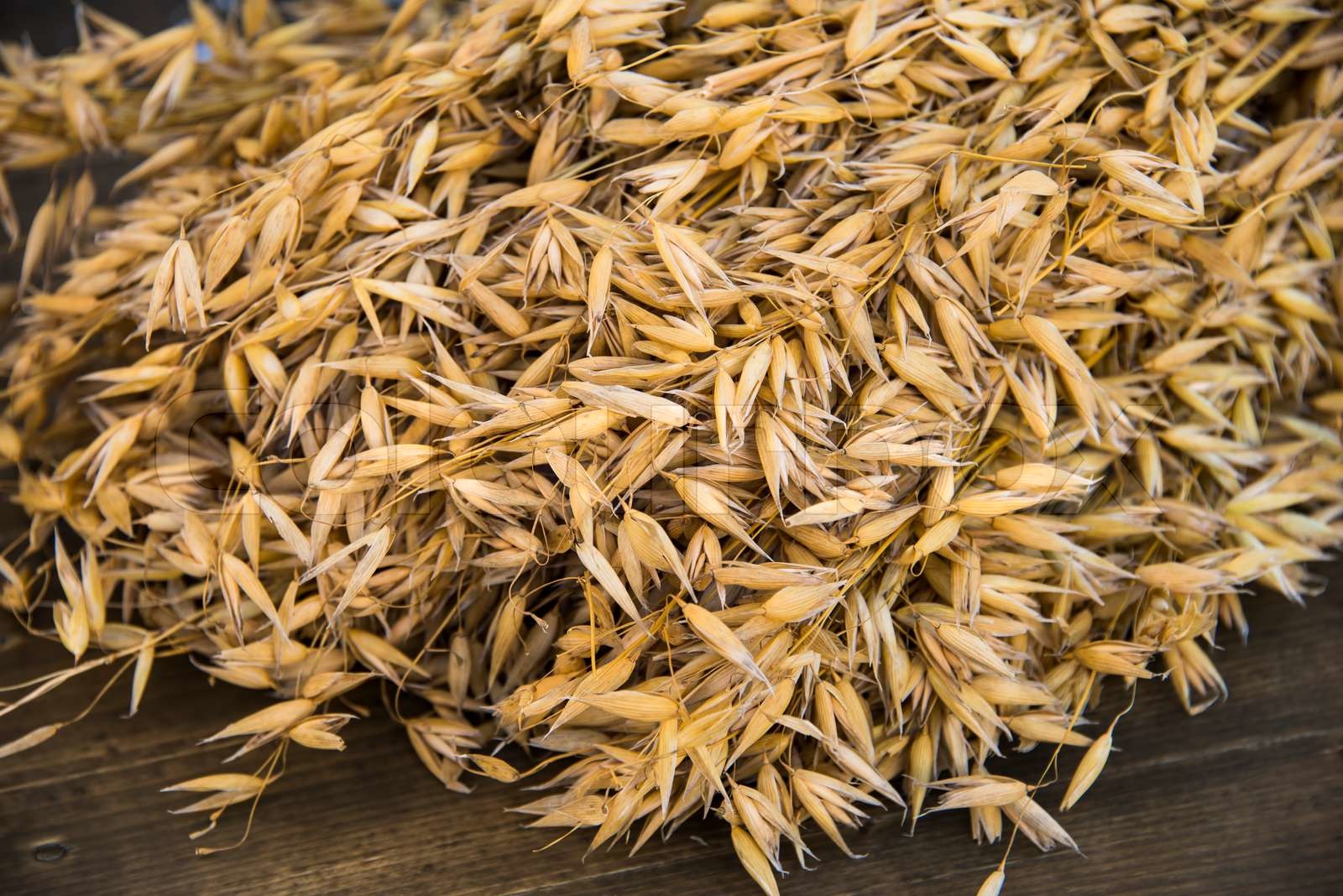 Sheaf of oats | Stock image | Colourbox