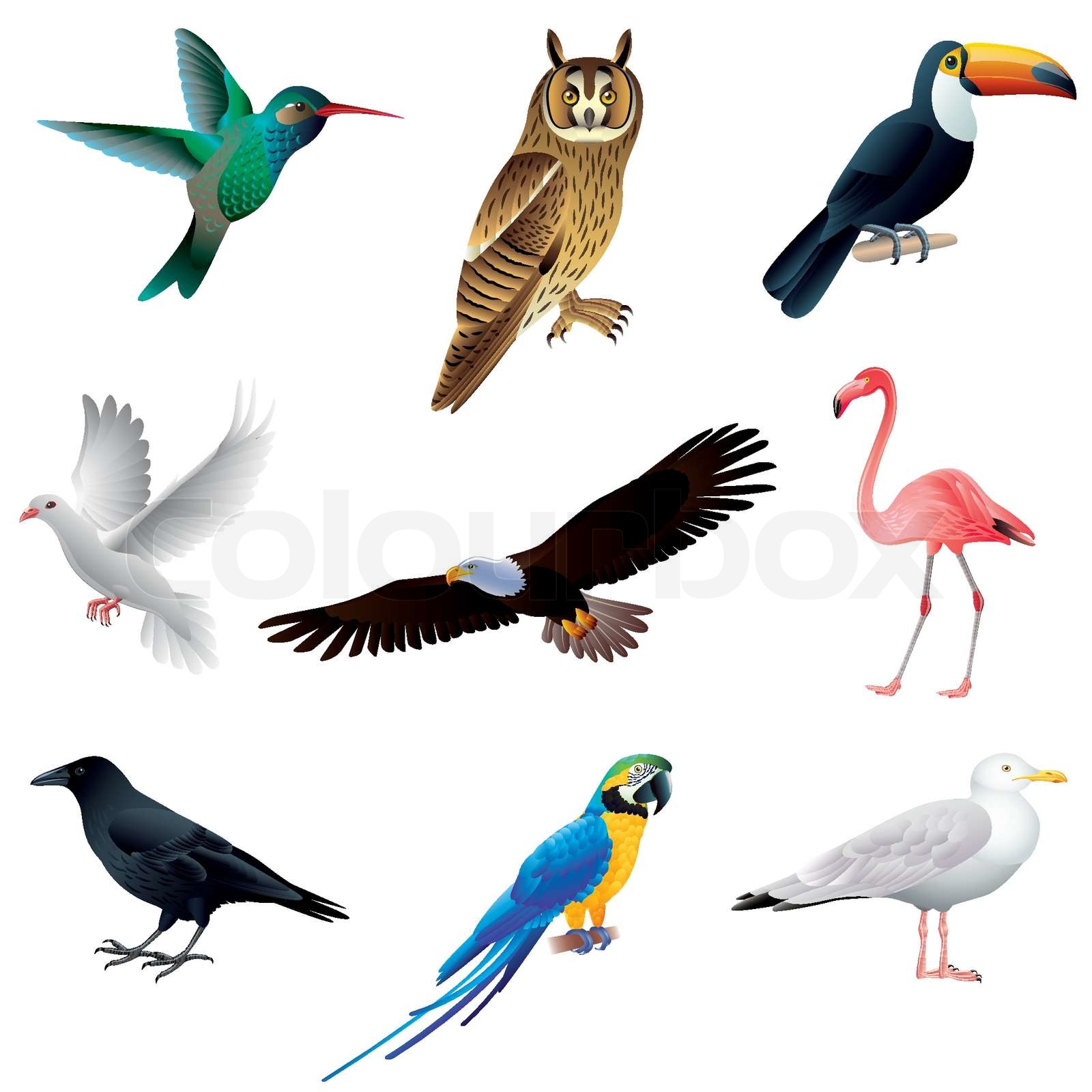 Birds isolated on white vector set | Stock vector | Colourbox