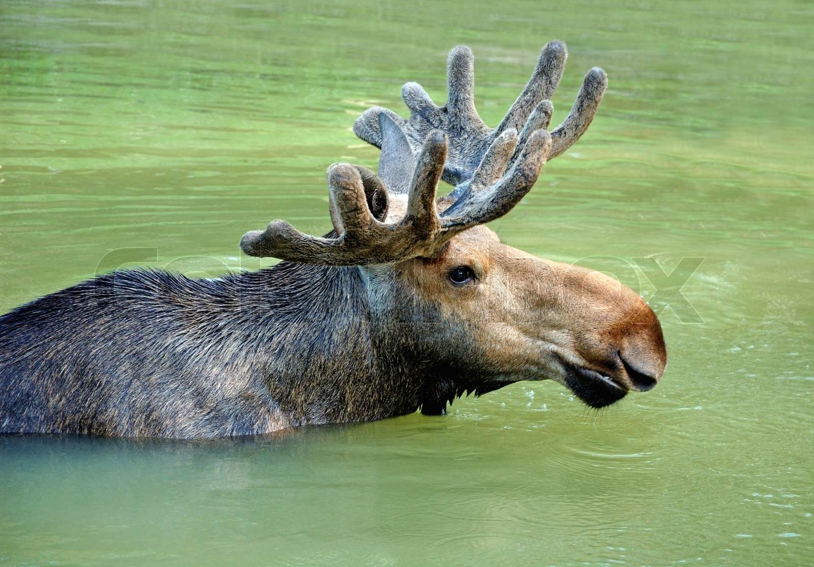 Moose swimming in lake | Stock image | Colourbox