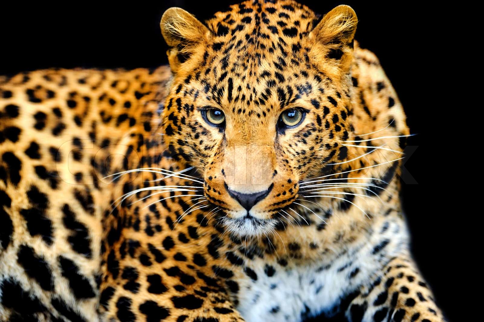 Leopard | Stock image | Colourbox