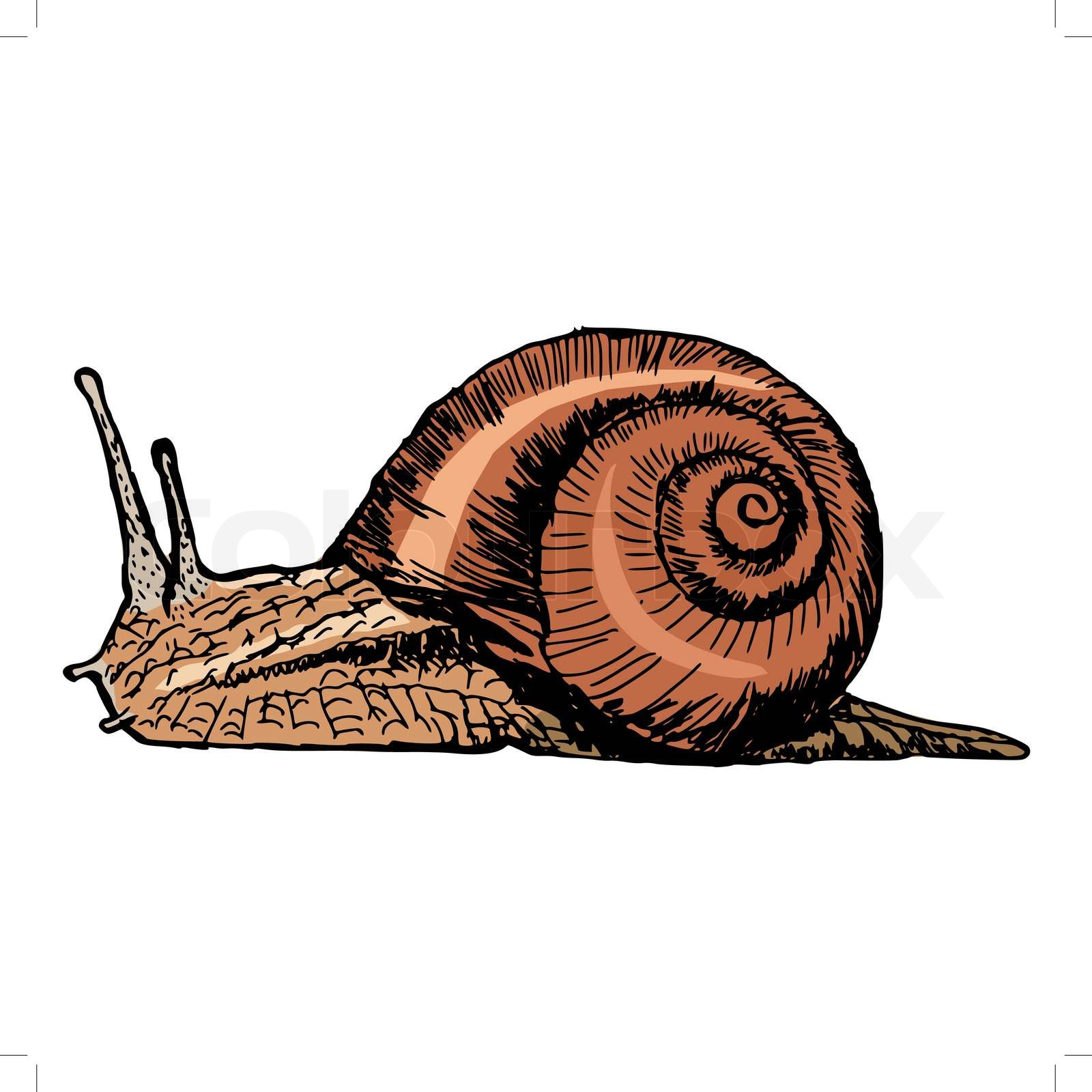 Schnecke | Stock-Vektor | Colourbox Schnecke | Stock-Vektor | Colourbox