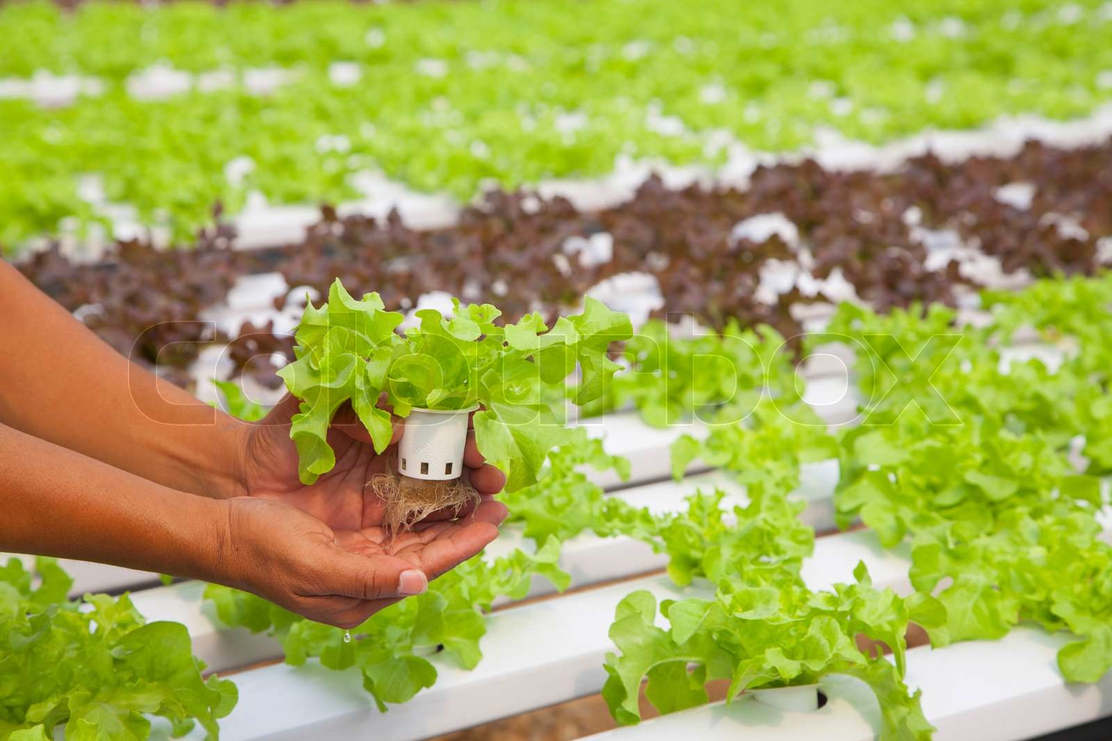 Hydroponic plants | Stock image | Colourbox
