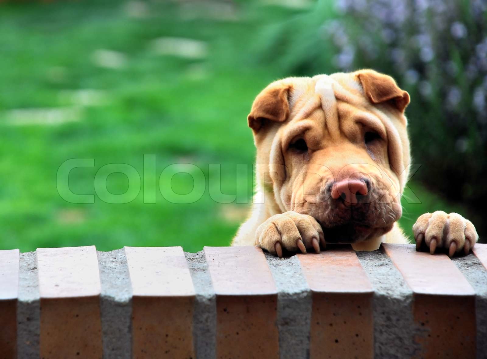 Sad Look Stock Image Colourbox sad-look-stock-image-colourbox