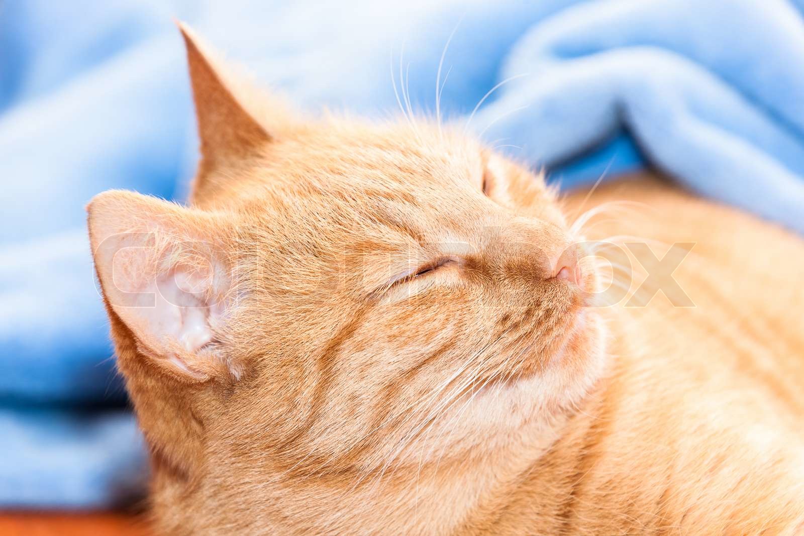 Side portrait of ginger cat with eyes closed. Copy space | Stock image ...