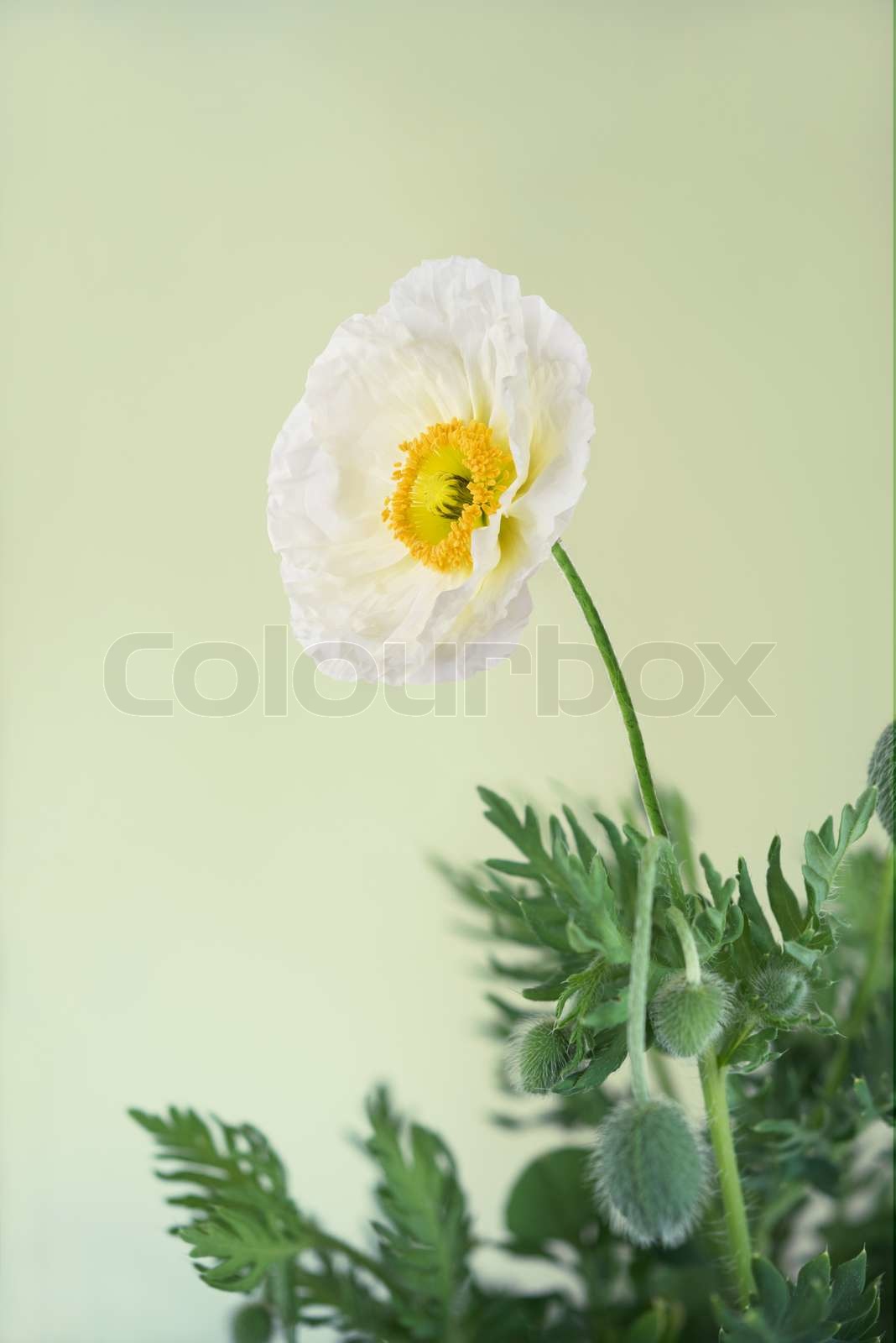 Poppy | Stock image | Colourbox