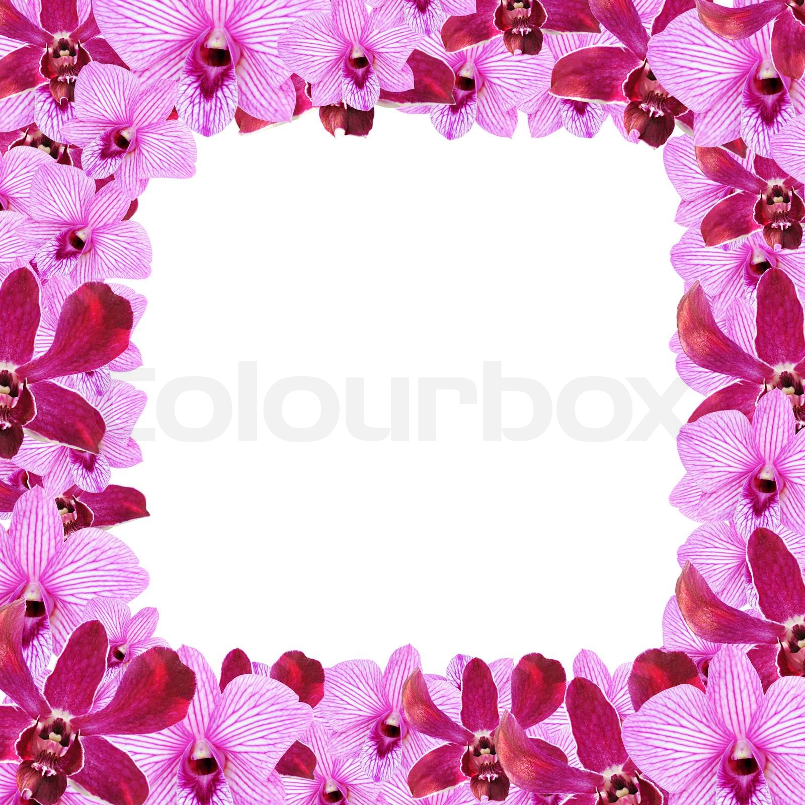 Orchid flower border design | Stock image | Colourbox