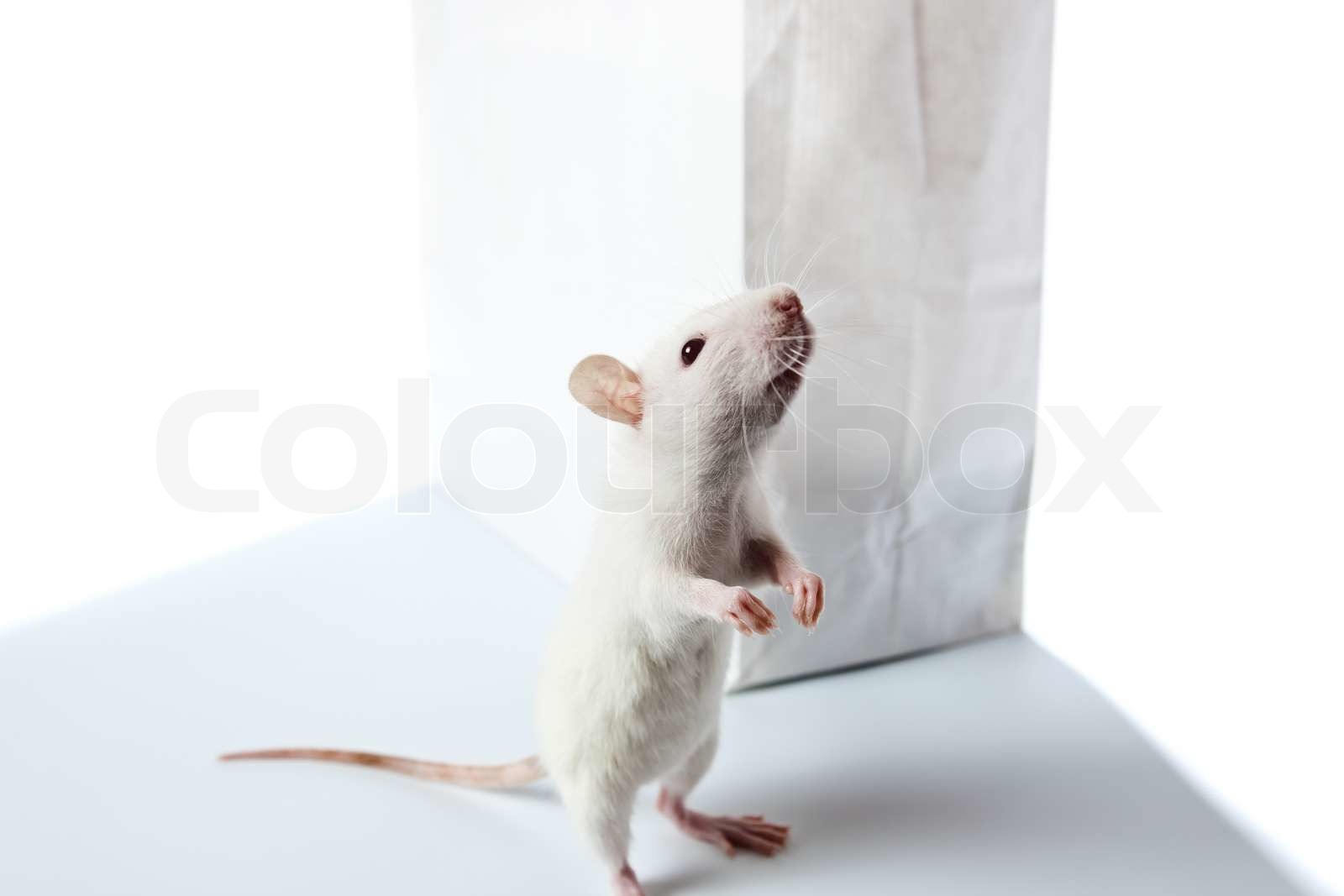 rat and paper bag | Stock image | Colourbox