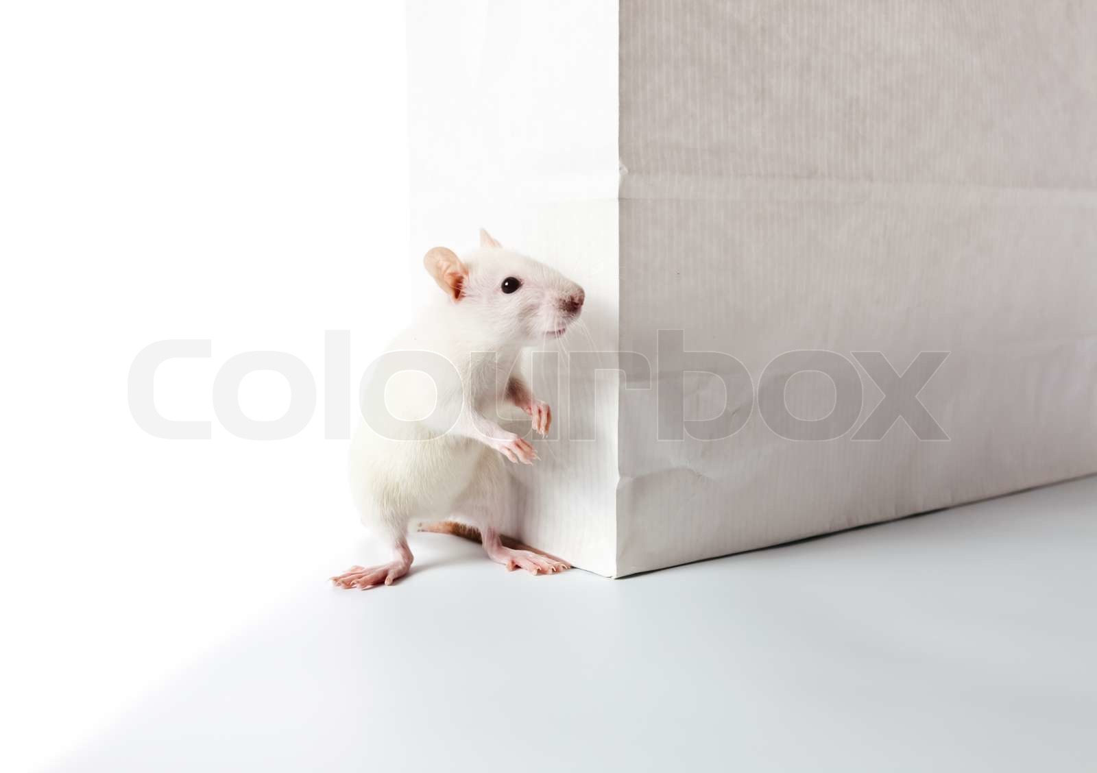 rat and paper bag | Stock image | Colourbox