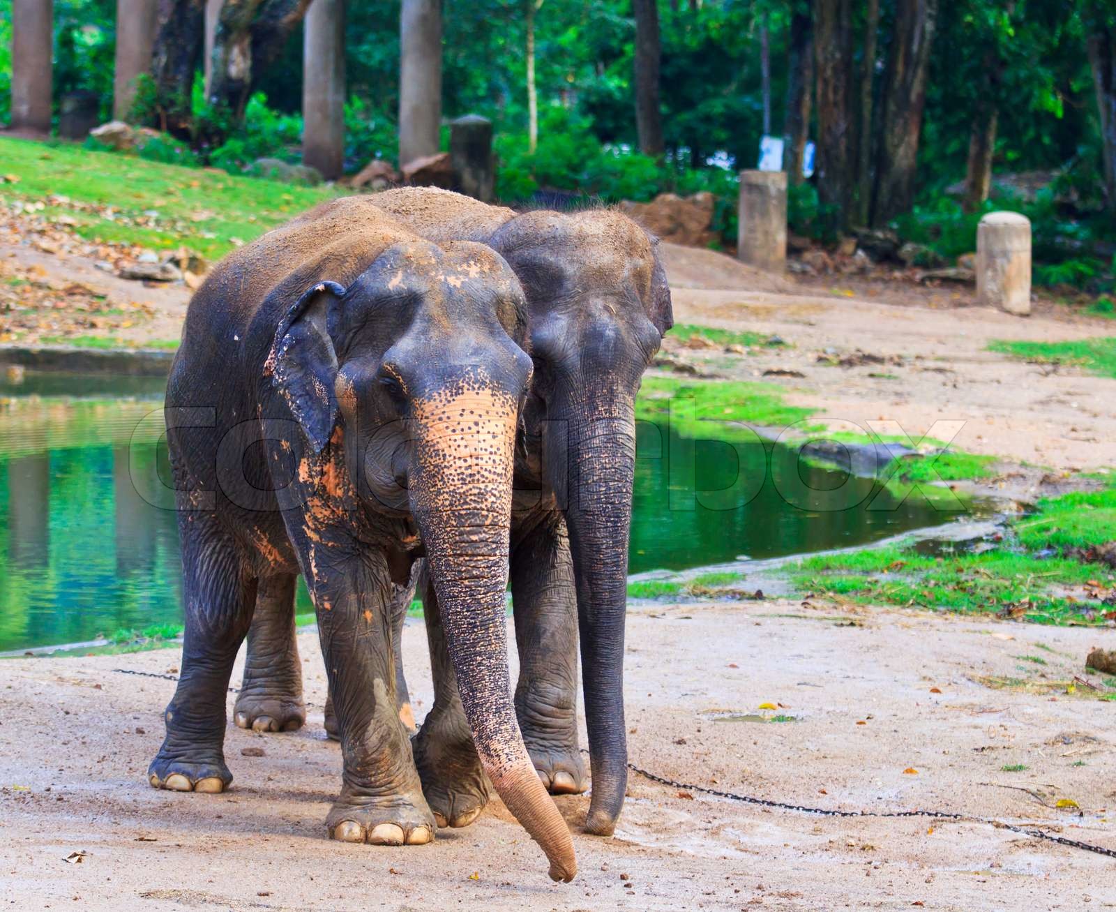 Asia elephant southeast Asia Thailand | Stock image | Colourbox