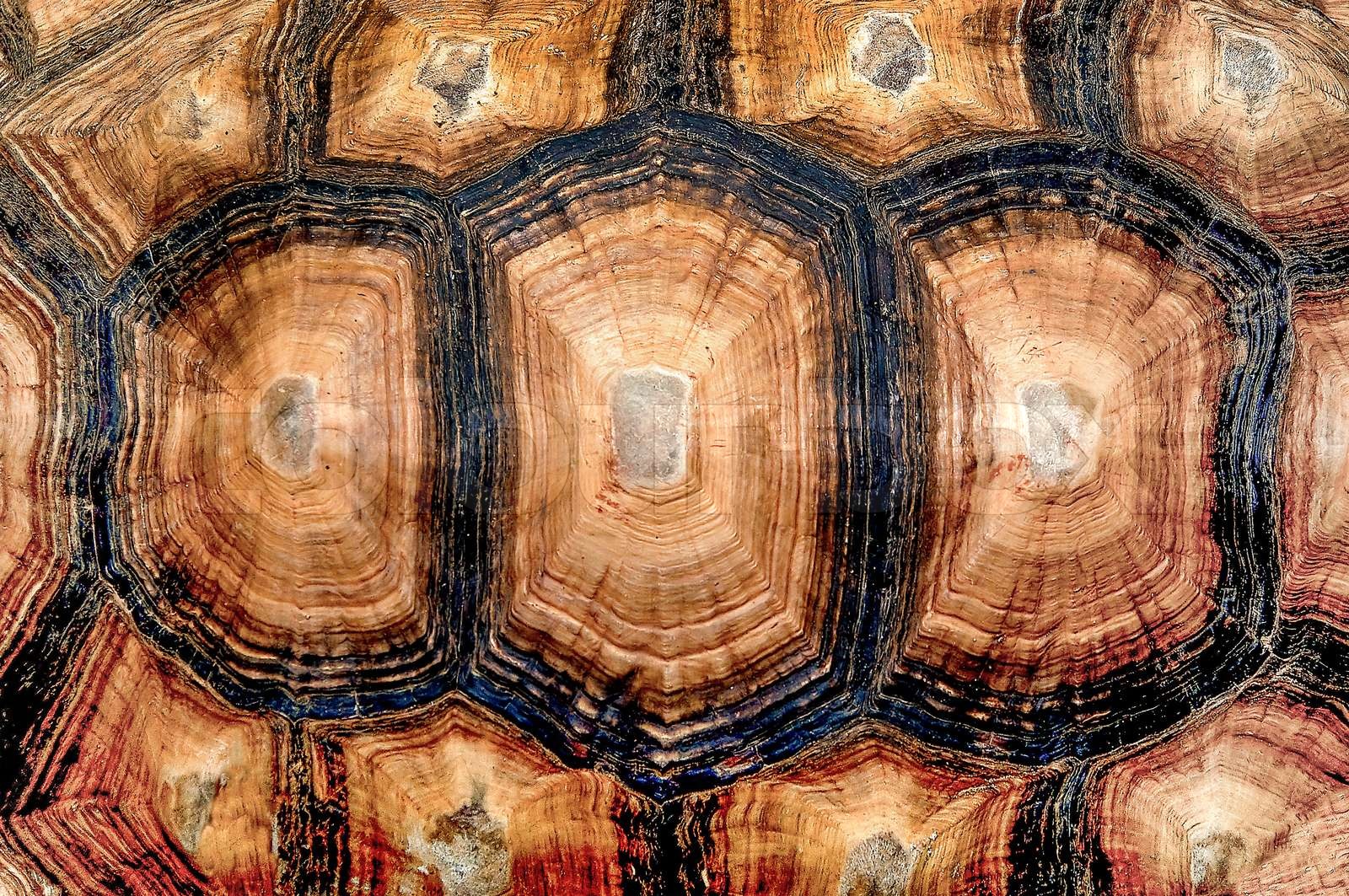 Close up view of the hexagonal texture of a turtle shell | Stock image ...
