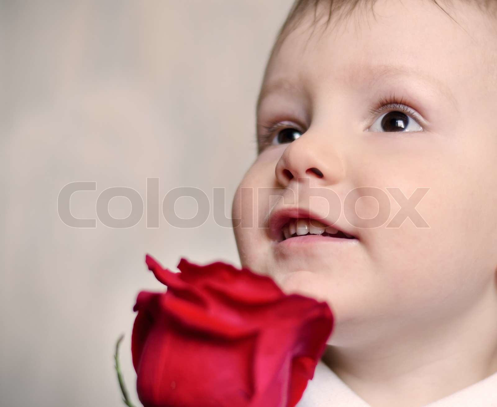 Adorable cherubic little boy with a red rose | Stock image | Colourbox