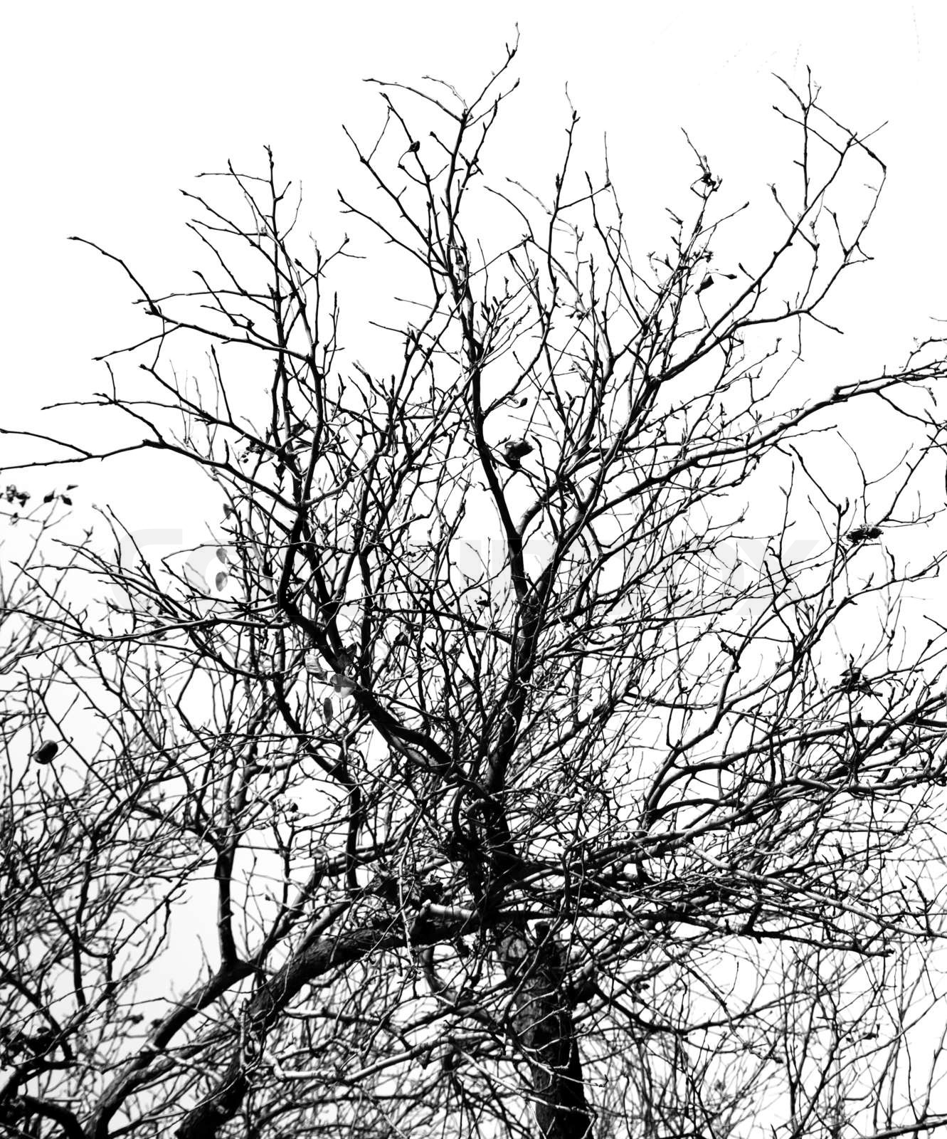 Leafless Tree Branch Outline