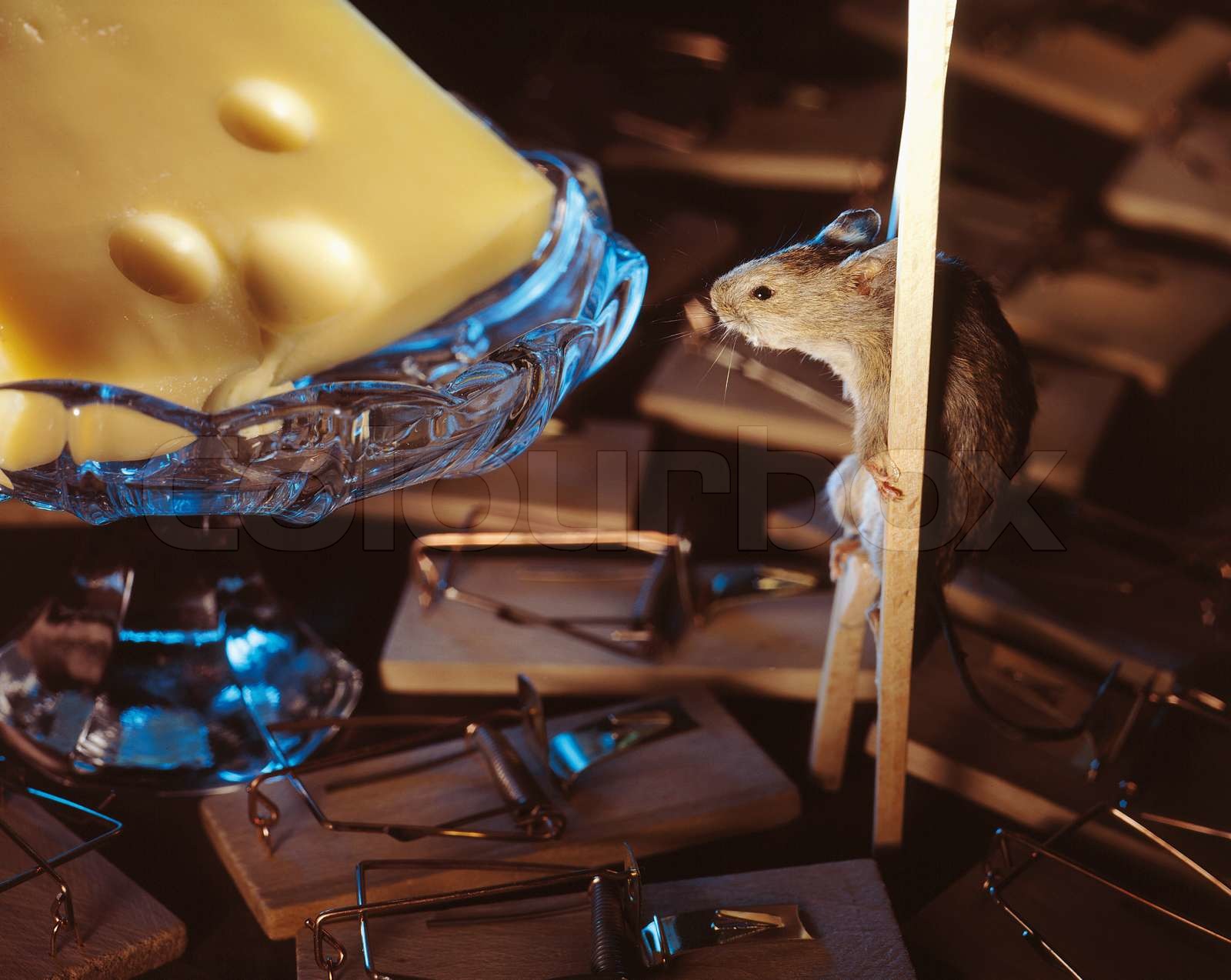 Mouse looking at piece of cheese and mouse traps | Stock image | Colourbox