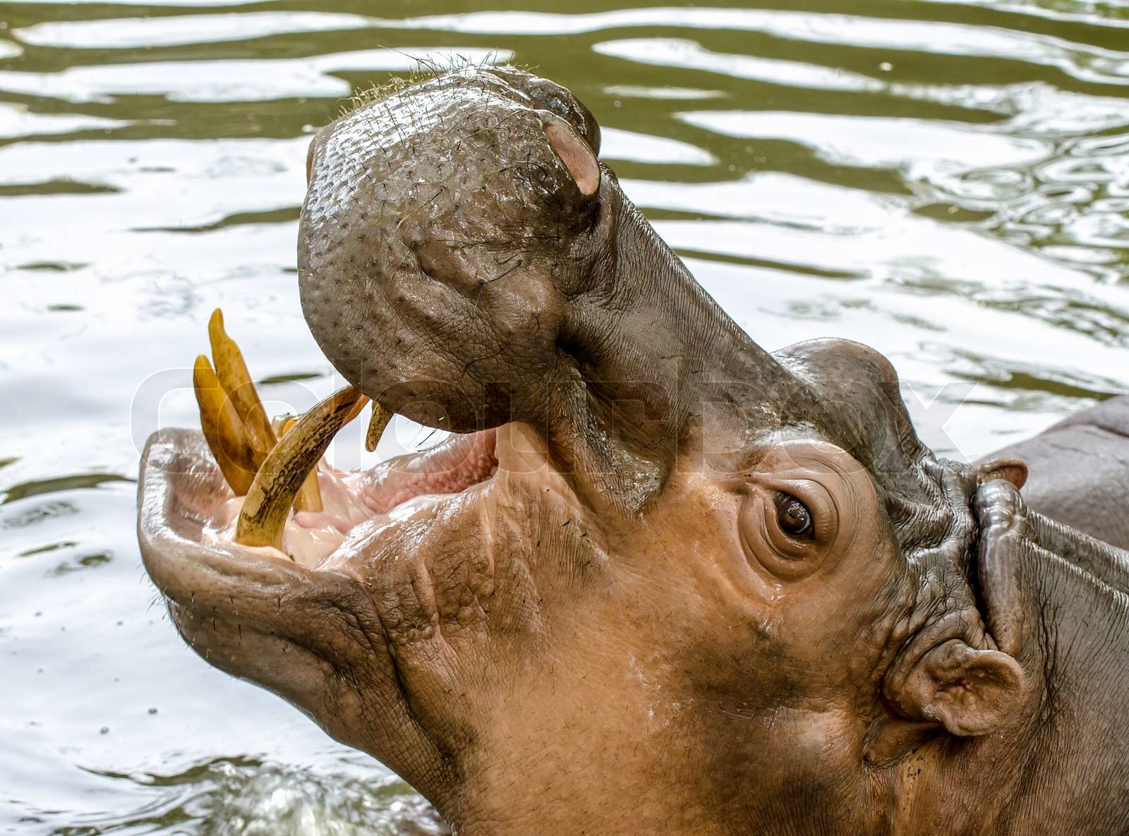 Nilpferd im zoo | Stock Bild | Colourbox