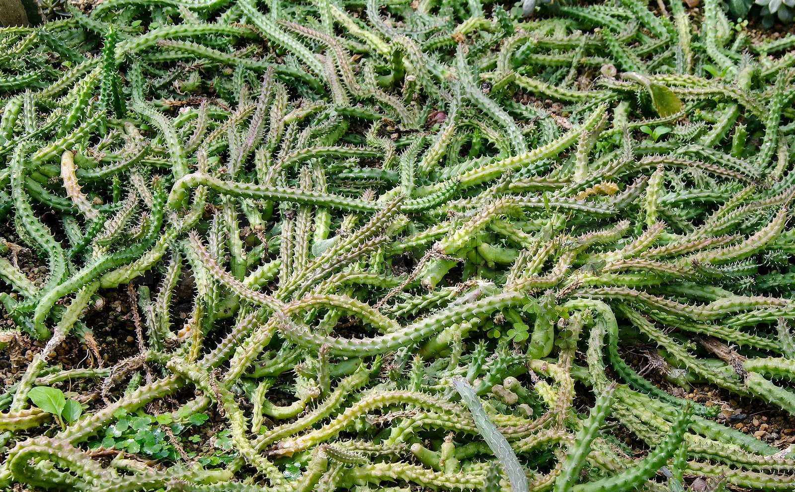 Ornamental Hemp Cactus look like snake | Stock image | Colourbox