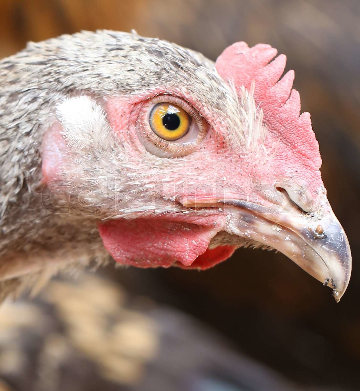 Red Chicken Head Close Up. | Stock image | Colourbox