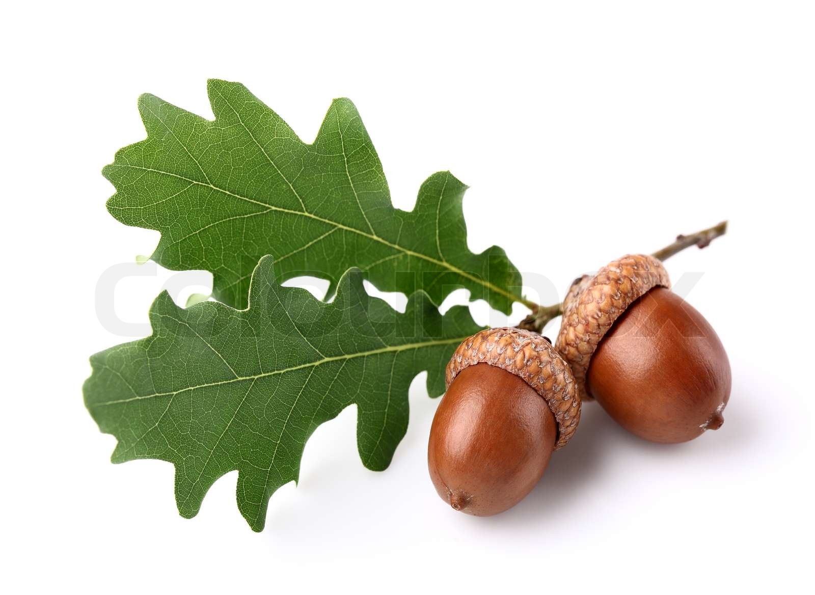 Acorns with leaves | Stock image | Colourbox