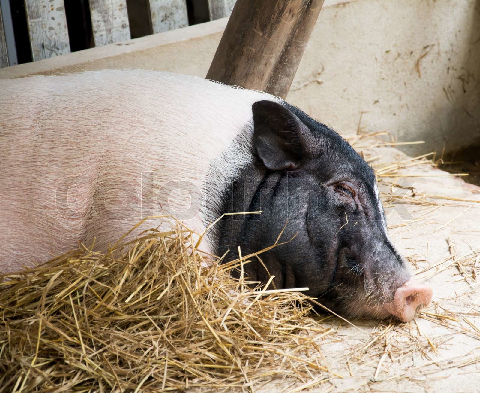 sleeping pig | Stock image | Colourbox