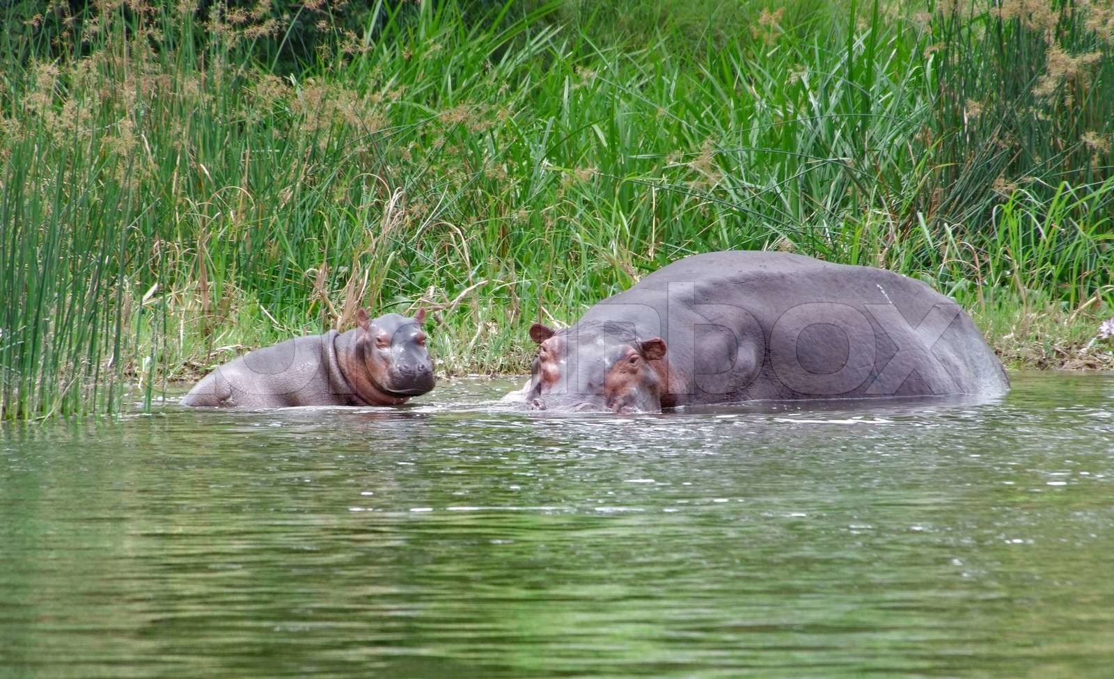 Hippo calf and cow waterside in Africa | Stock image | Colourbox