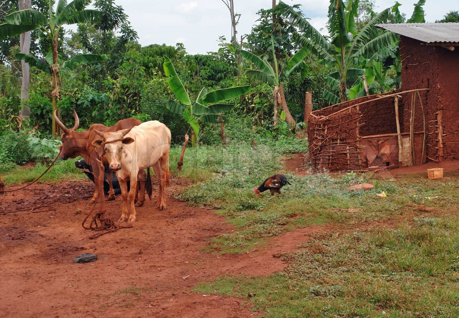 Cattle In Uganda Stock Image Colourbox