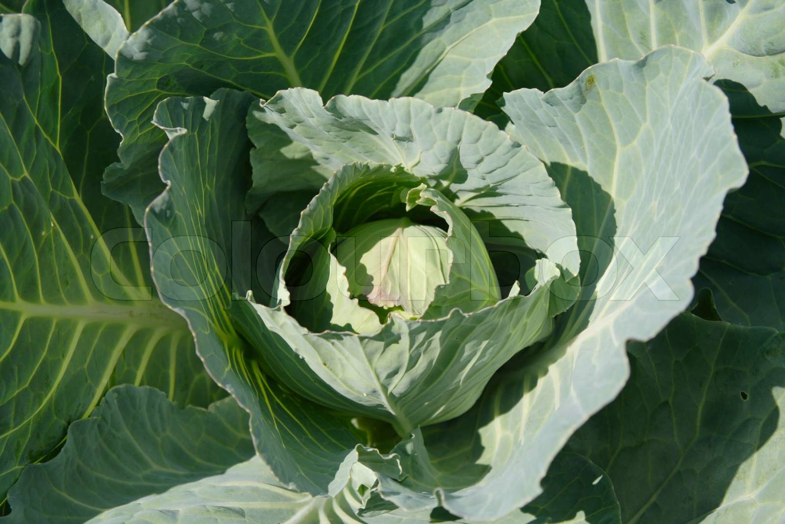cabbage-head | Stock image | Colourbox