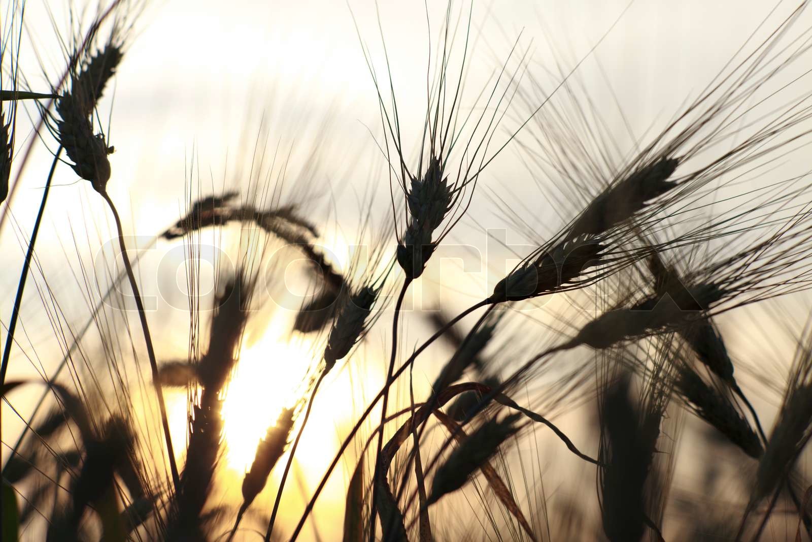 Yellow meadow | Stock image | Colourbox