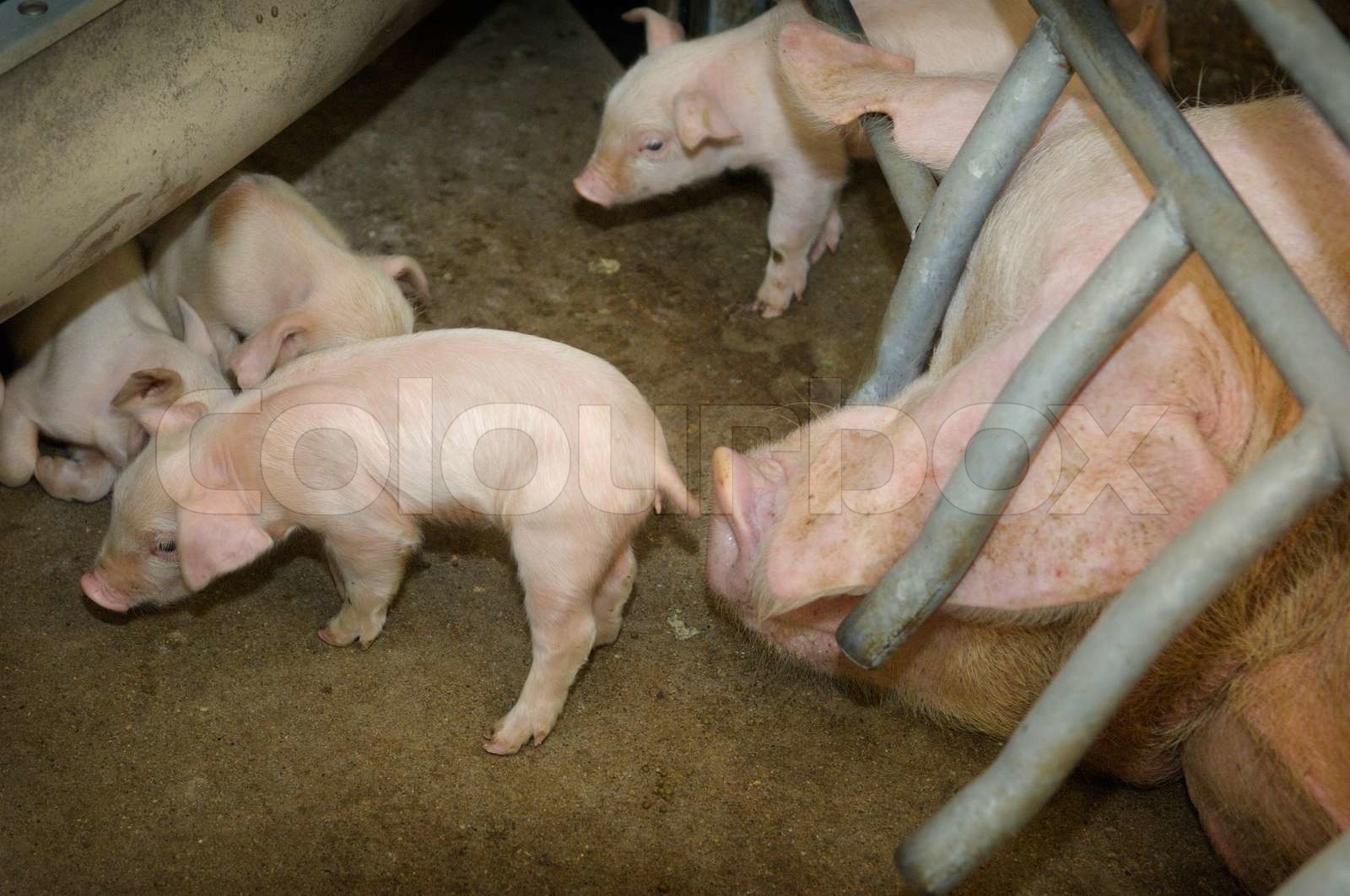 Indoor pig farming | Stock image | Colourbox