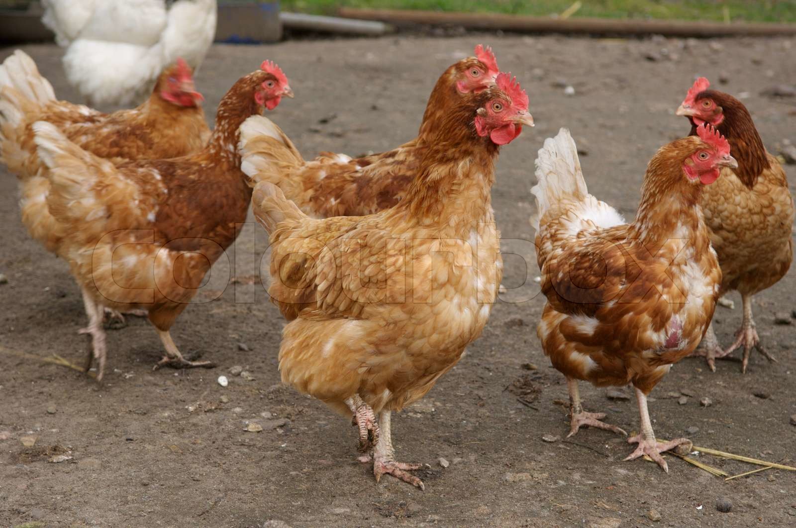 Hens in outdoor farm | Stock image | Colourbox