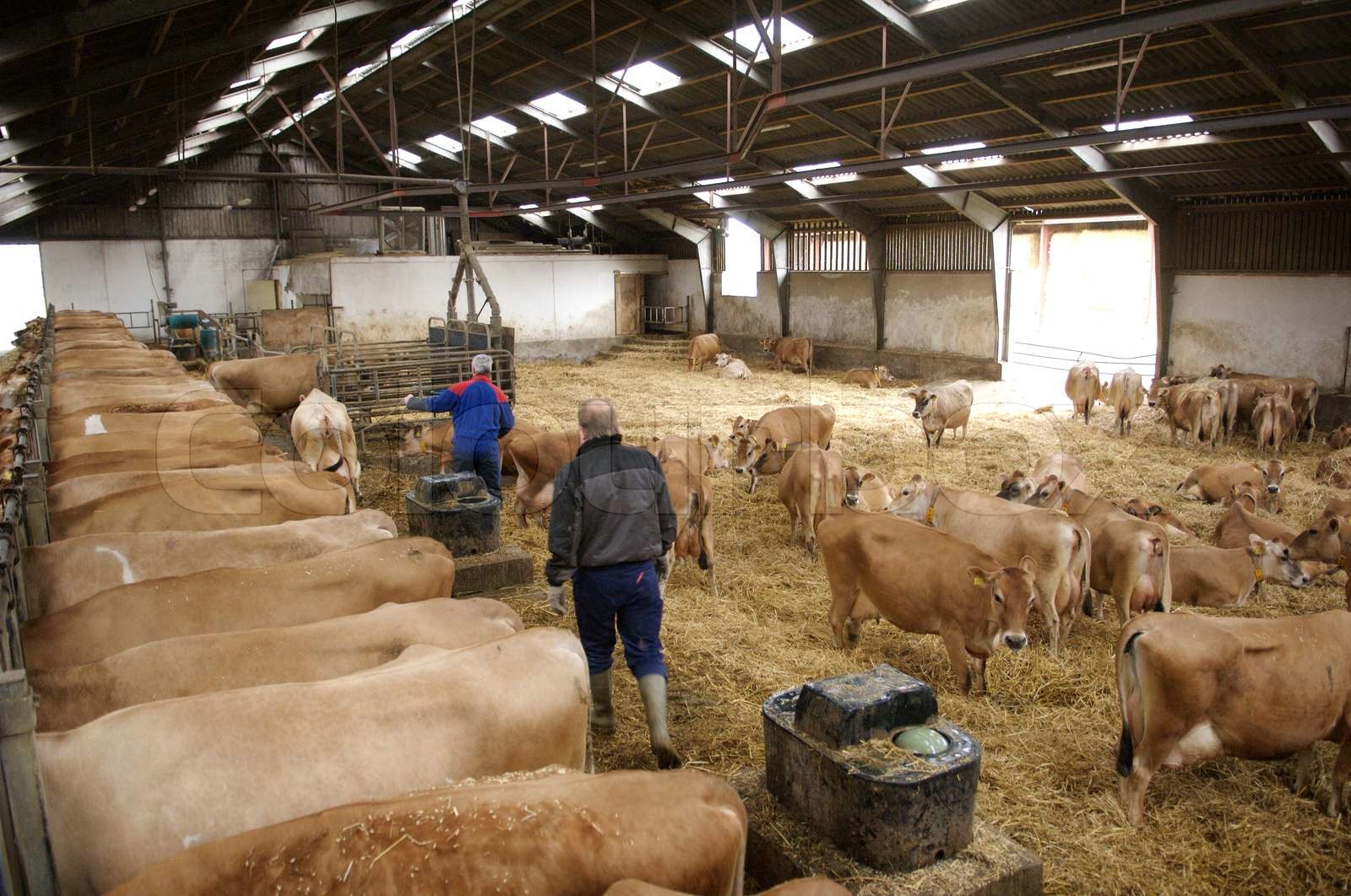 Farmers working in an indoor cow farm | Stock image | Colourbox