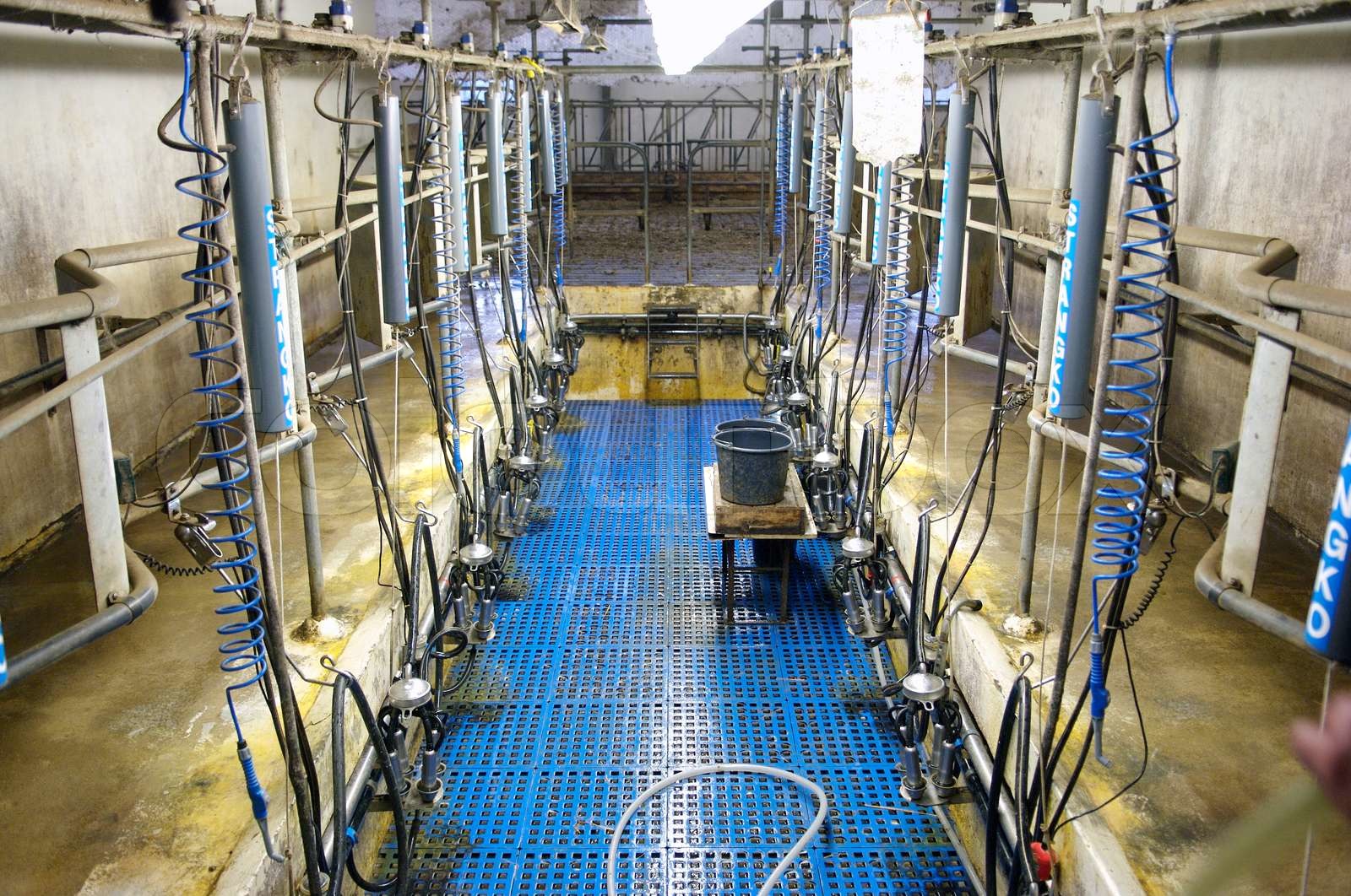 Rotary milking parlor | Stock image | Colourbox