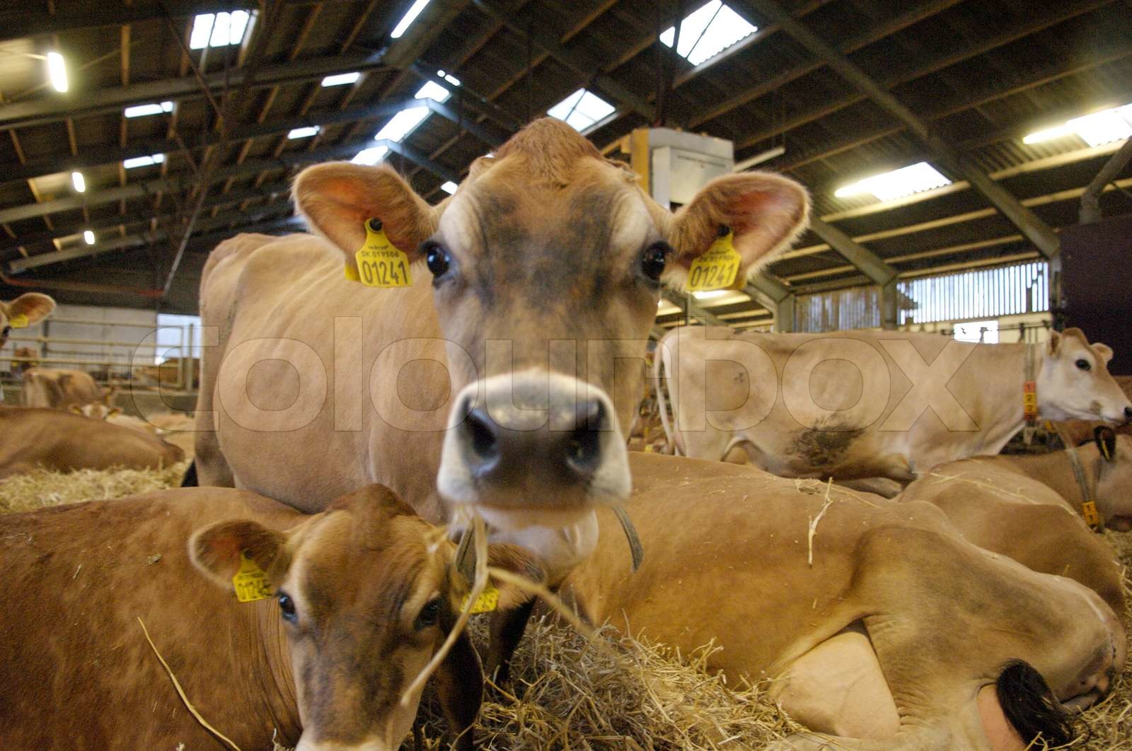 ko, stald, dansk | Stock foto | Colourbox