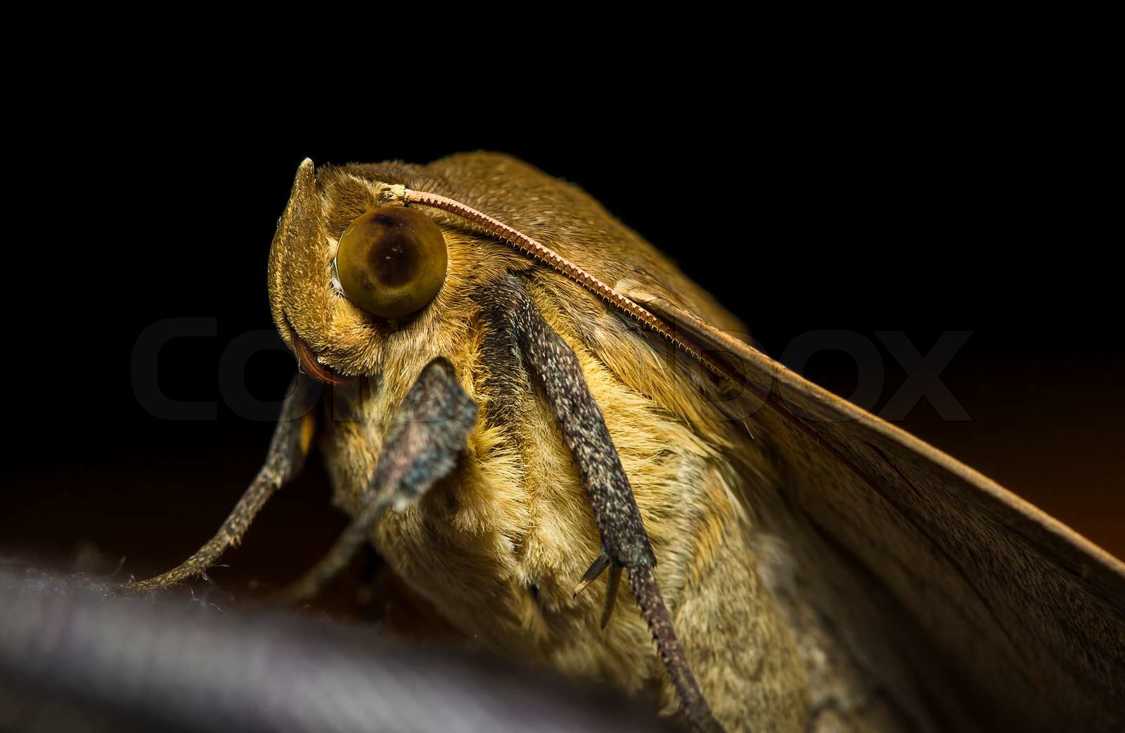 Moth | Stock image | Colourbox