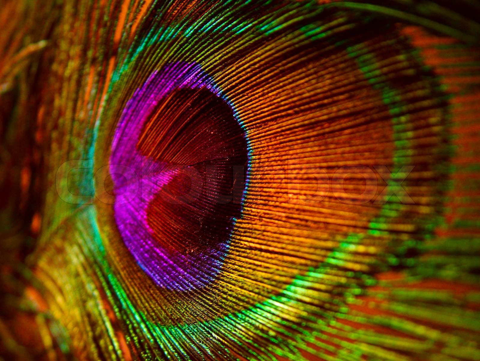 Peacock Feather | Stock image | Colourbox