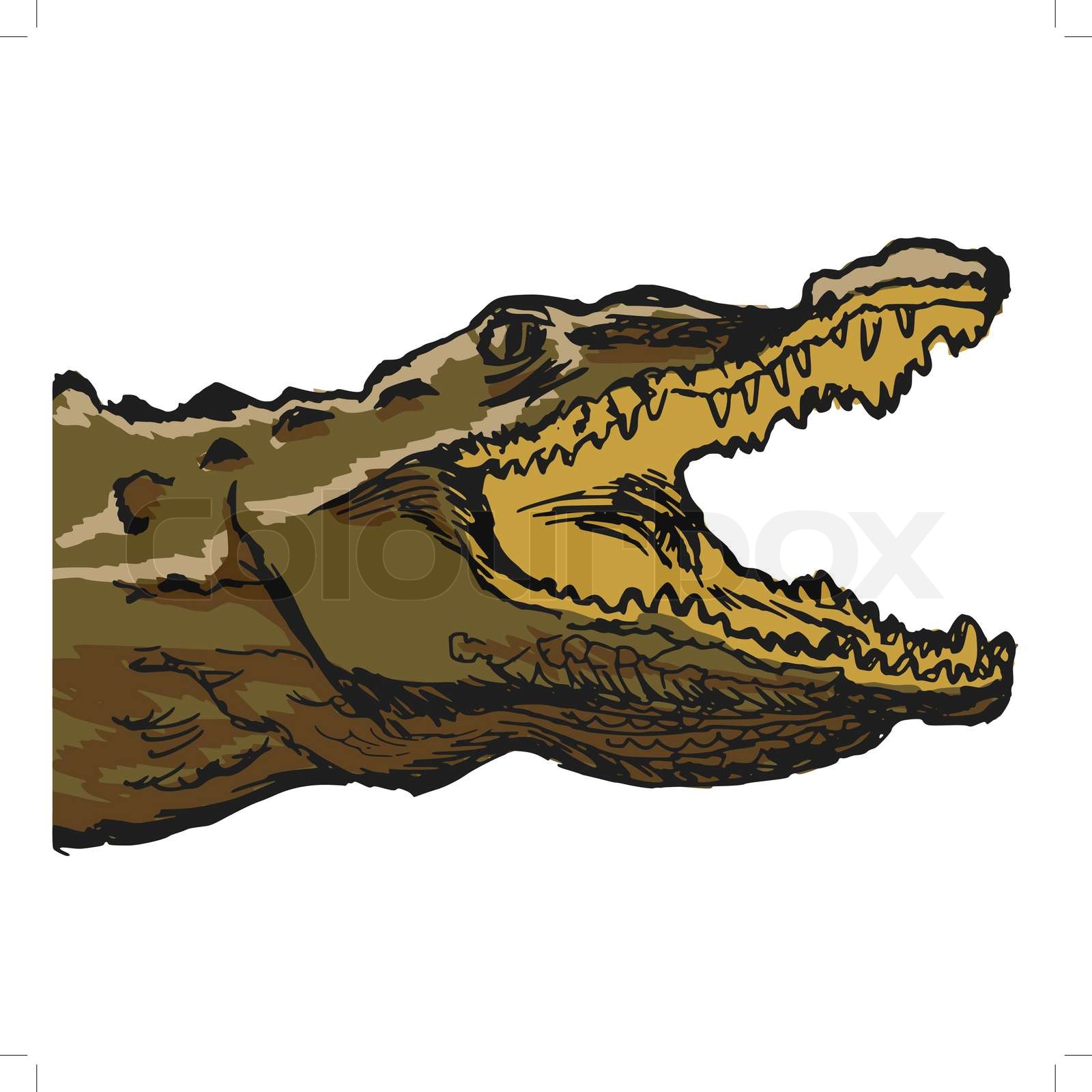 crocodile | Stock vector | Colourbox